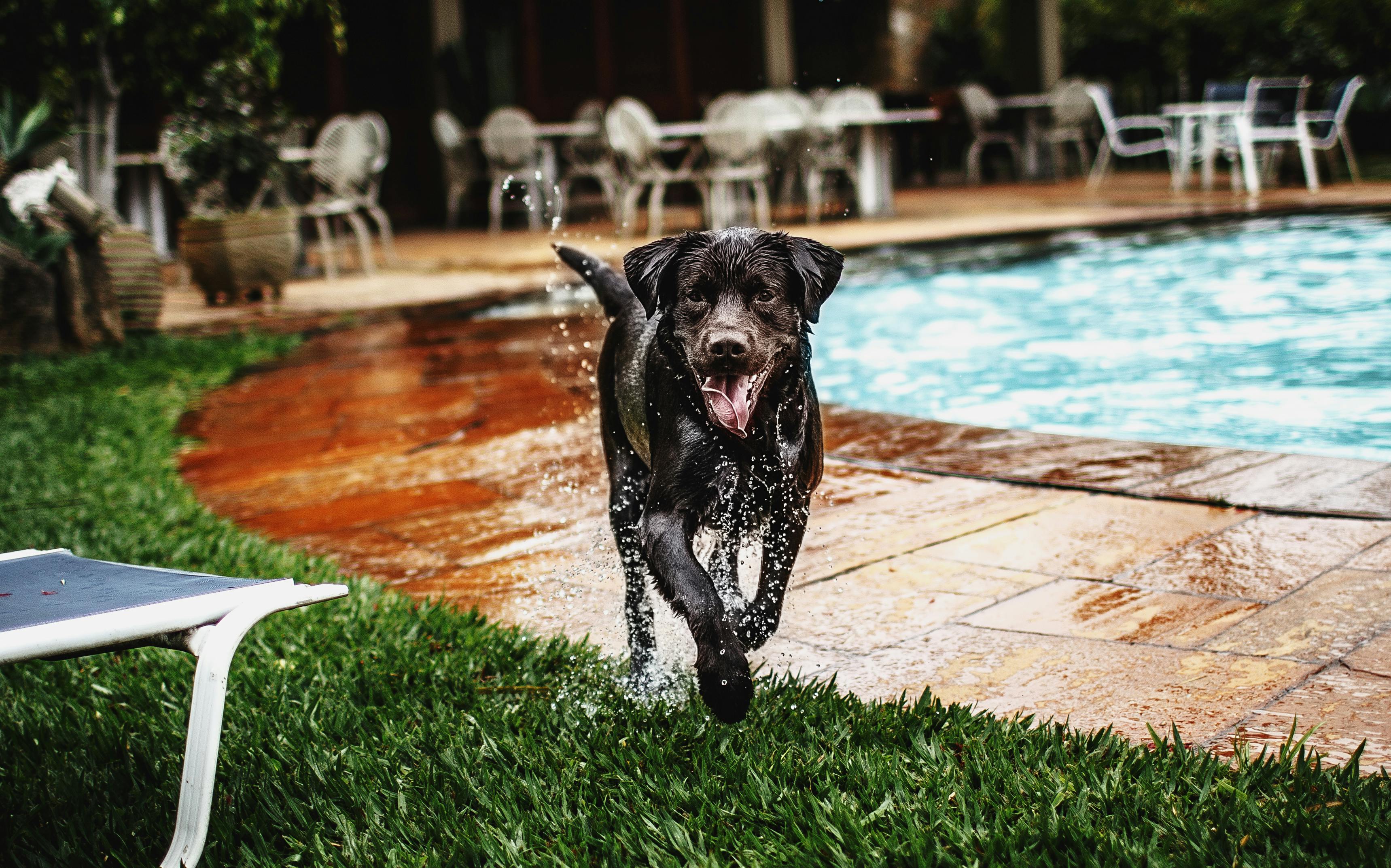 Wet Black Dog Sticking Tongue Out Beside Swimming Pool · Free Stock Photo