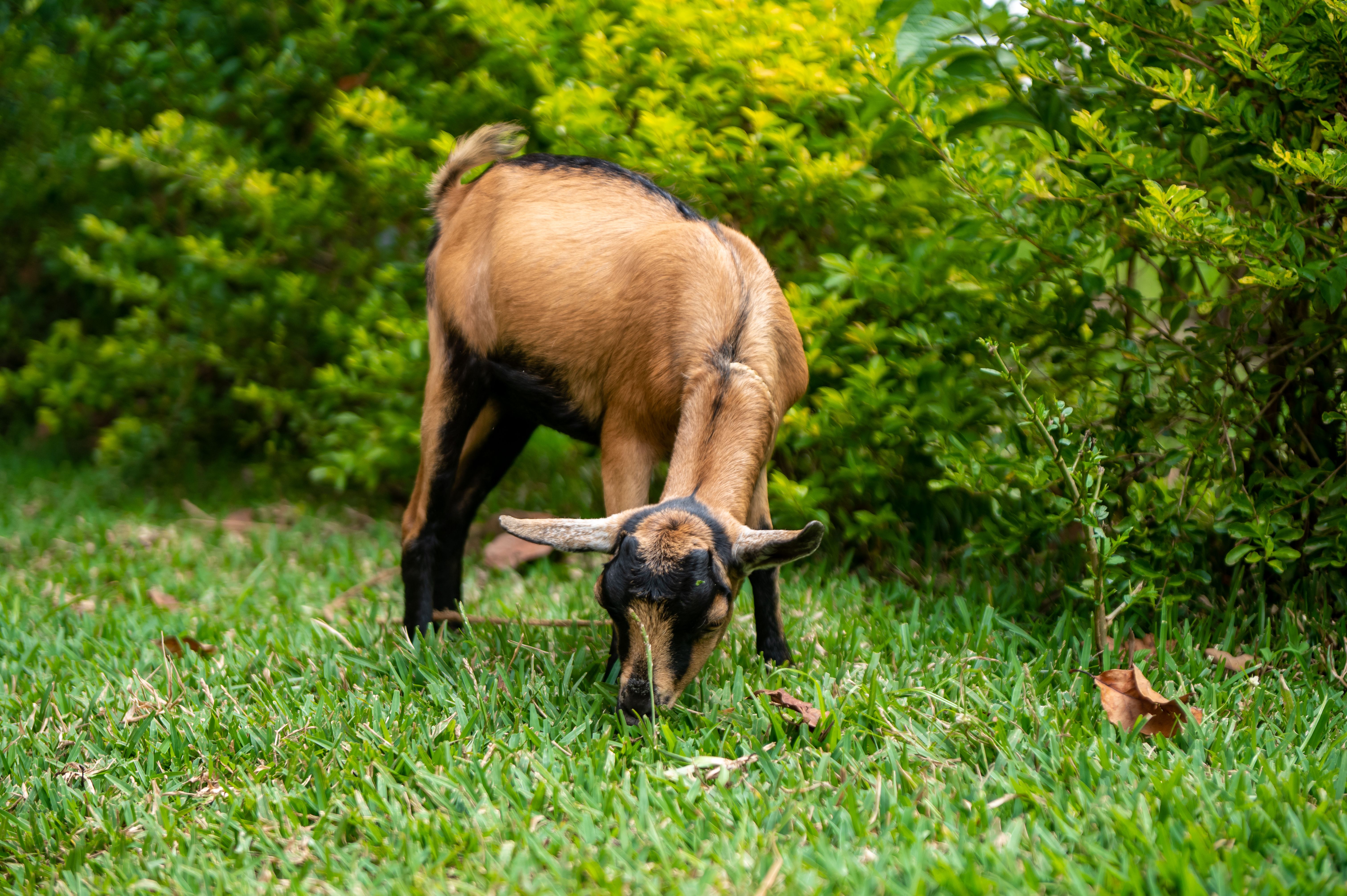 Goat Kid on Grass · Free Stock Photo