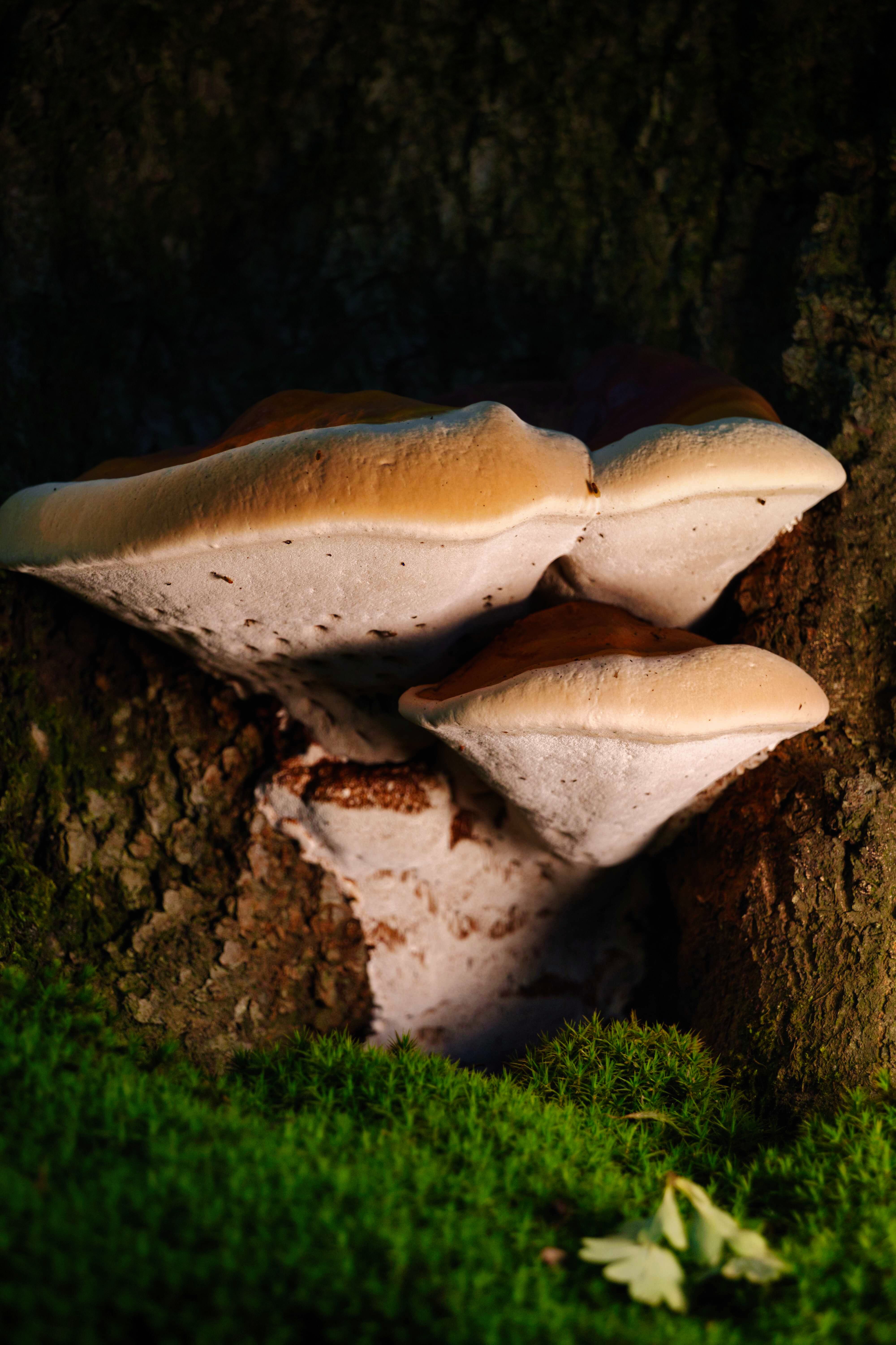 Polypores on Tree · Free Stock Photo