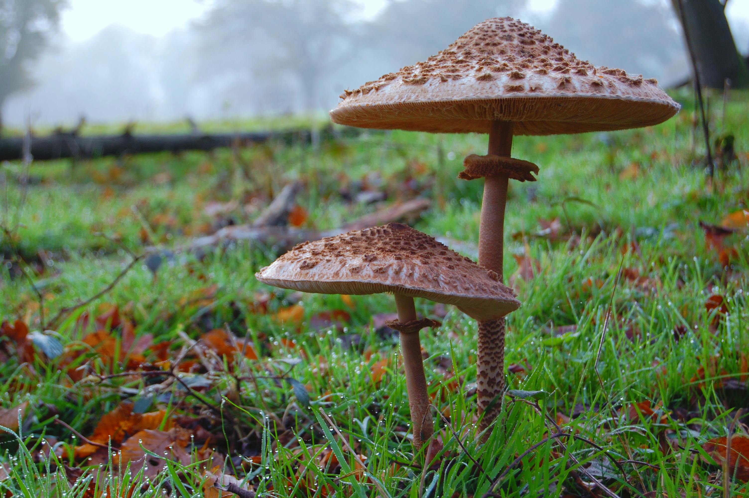Toadstools in Autumn · Free Stock Photo