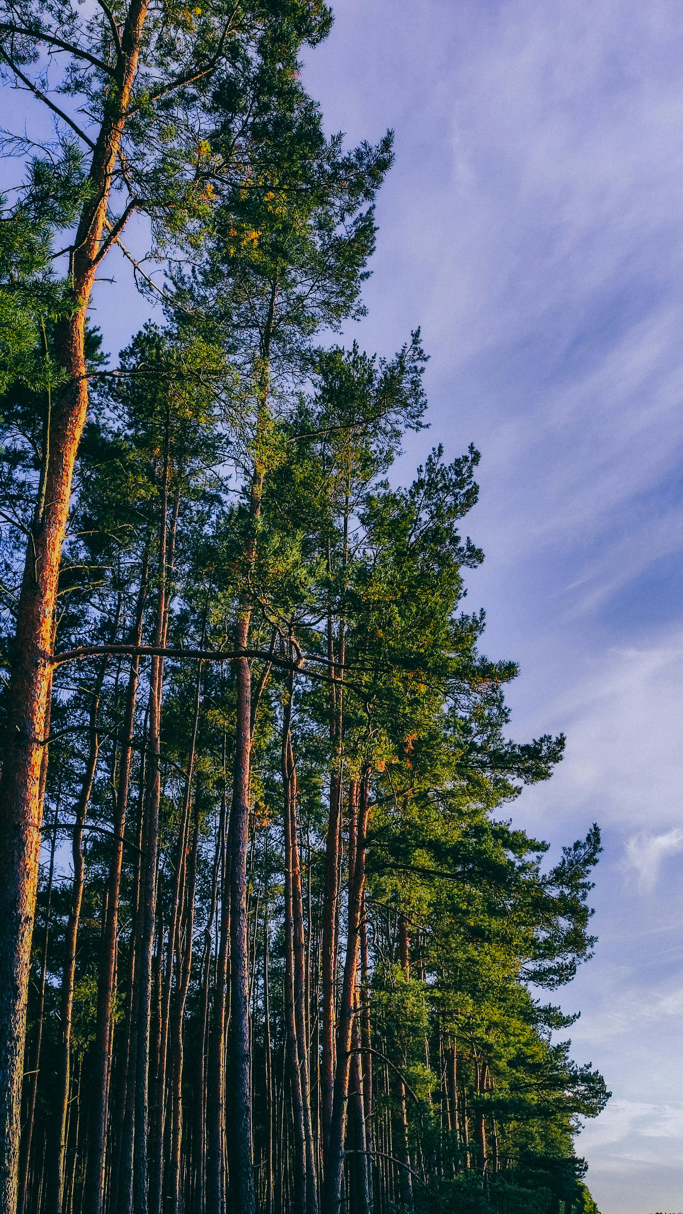 Tall Trees in Forest · Free Stock Photo