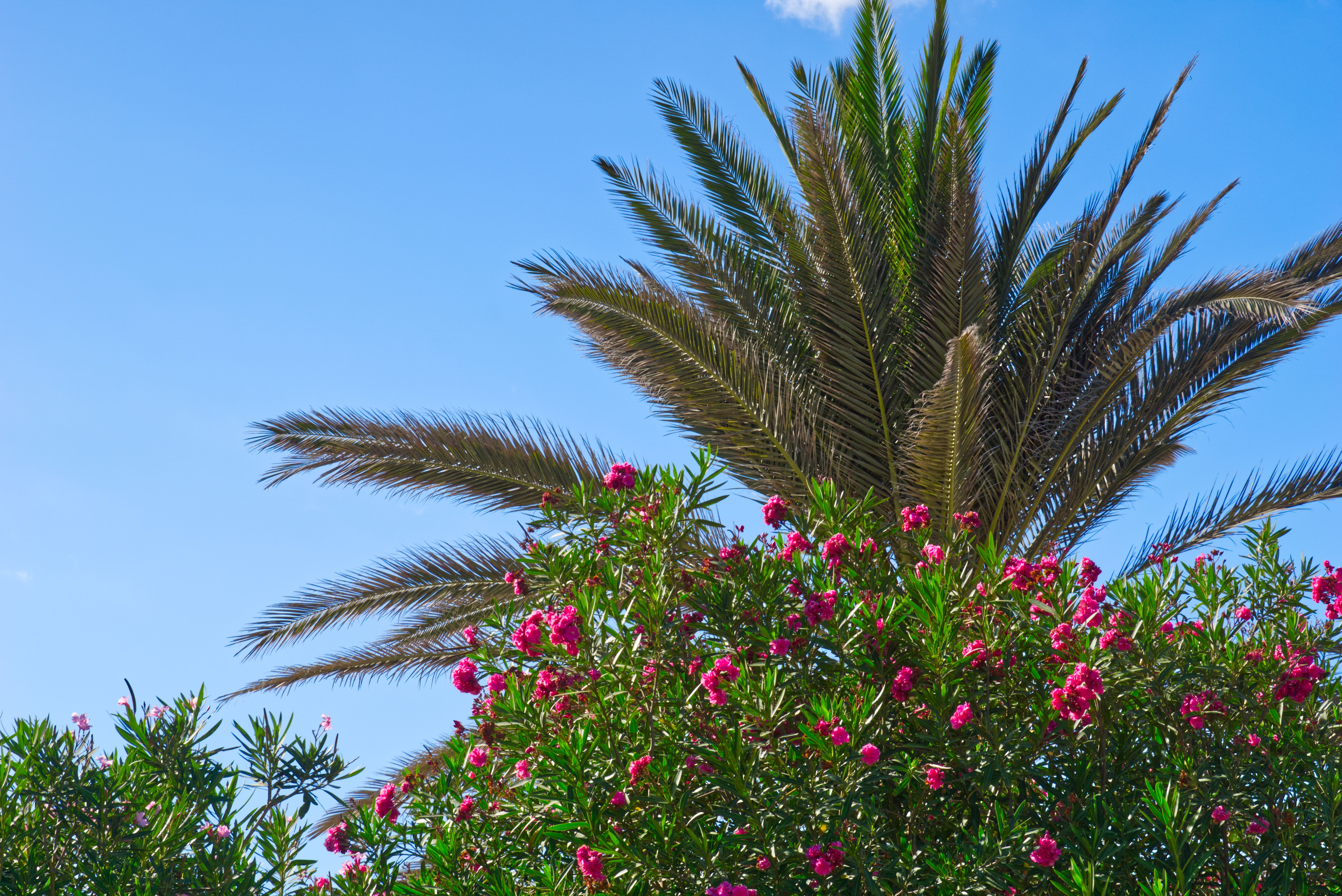 Palm Try Photos, Download The BEST Free Palm Try Stock Photos & HD Images