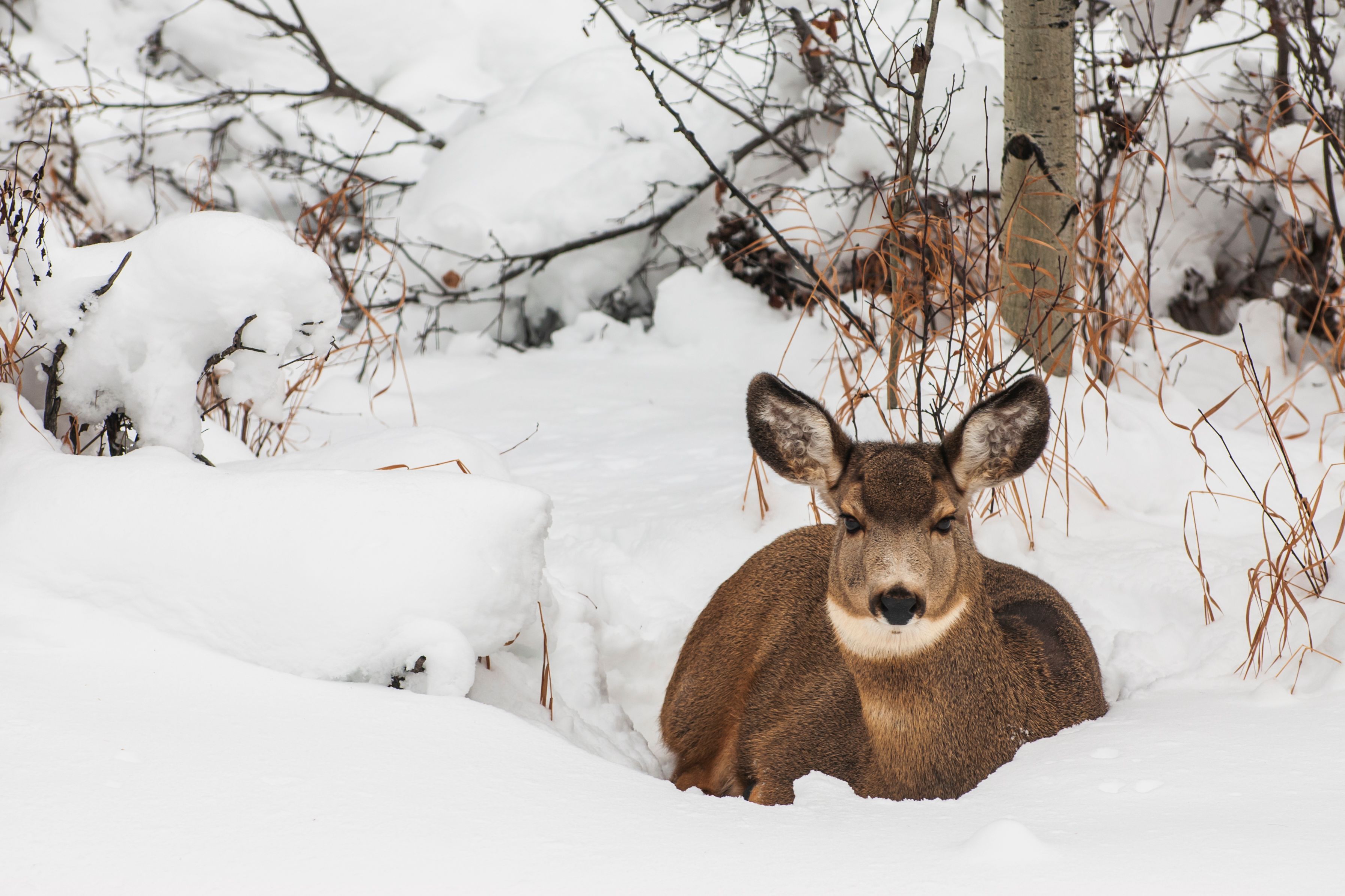 Photo gratuite de amoureux de la nature, animal, animal sauvage, calme ...
