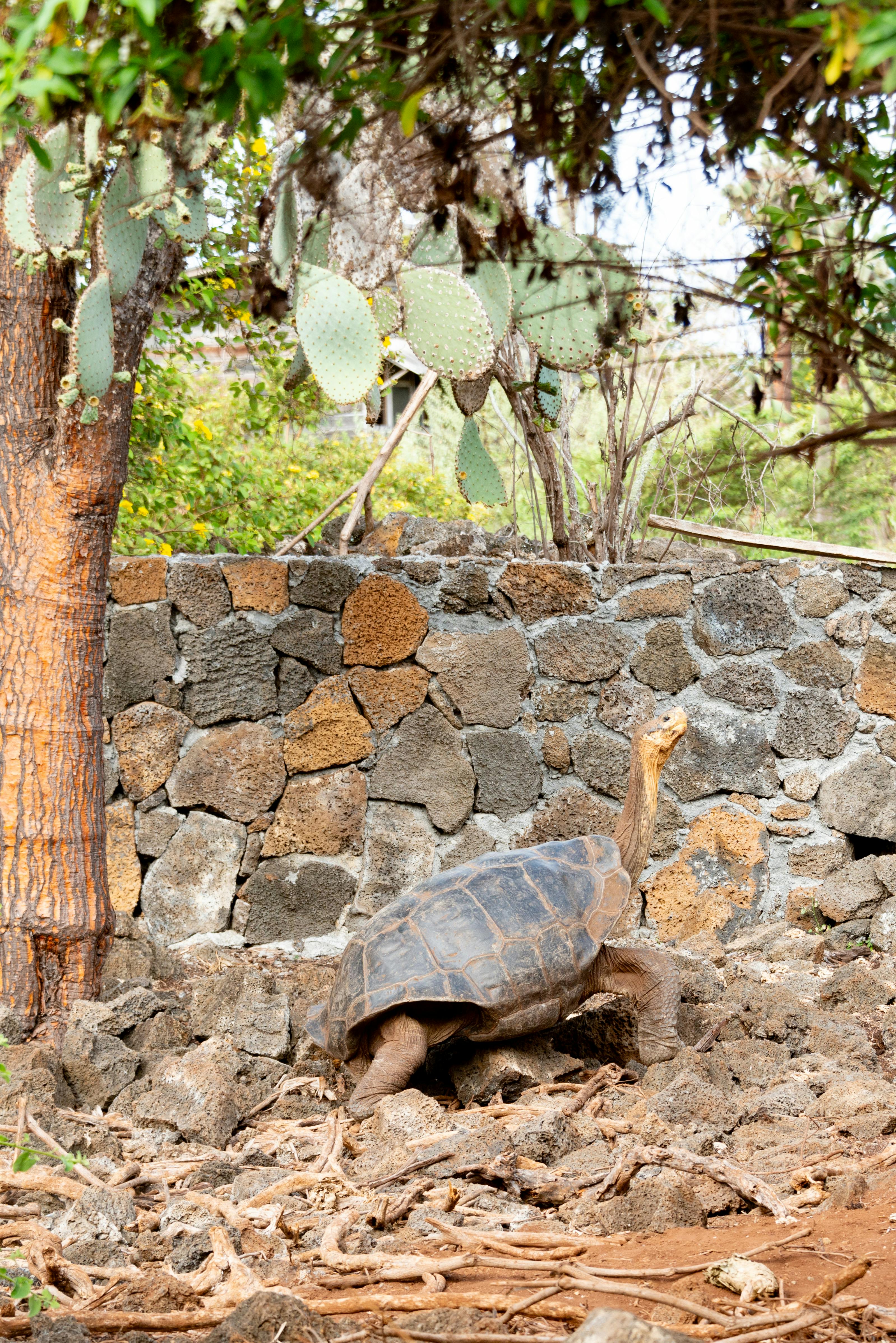 Tortoise on Rock · Free Stock Photo