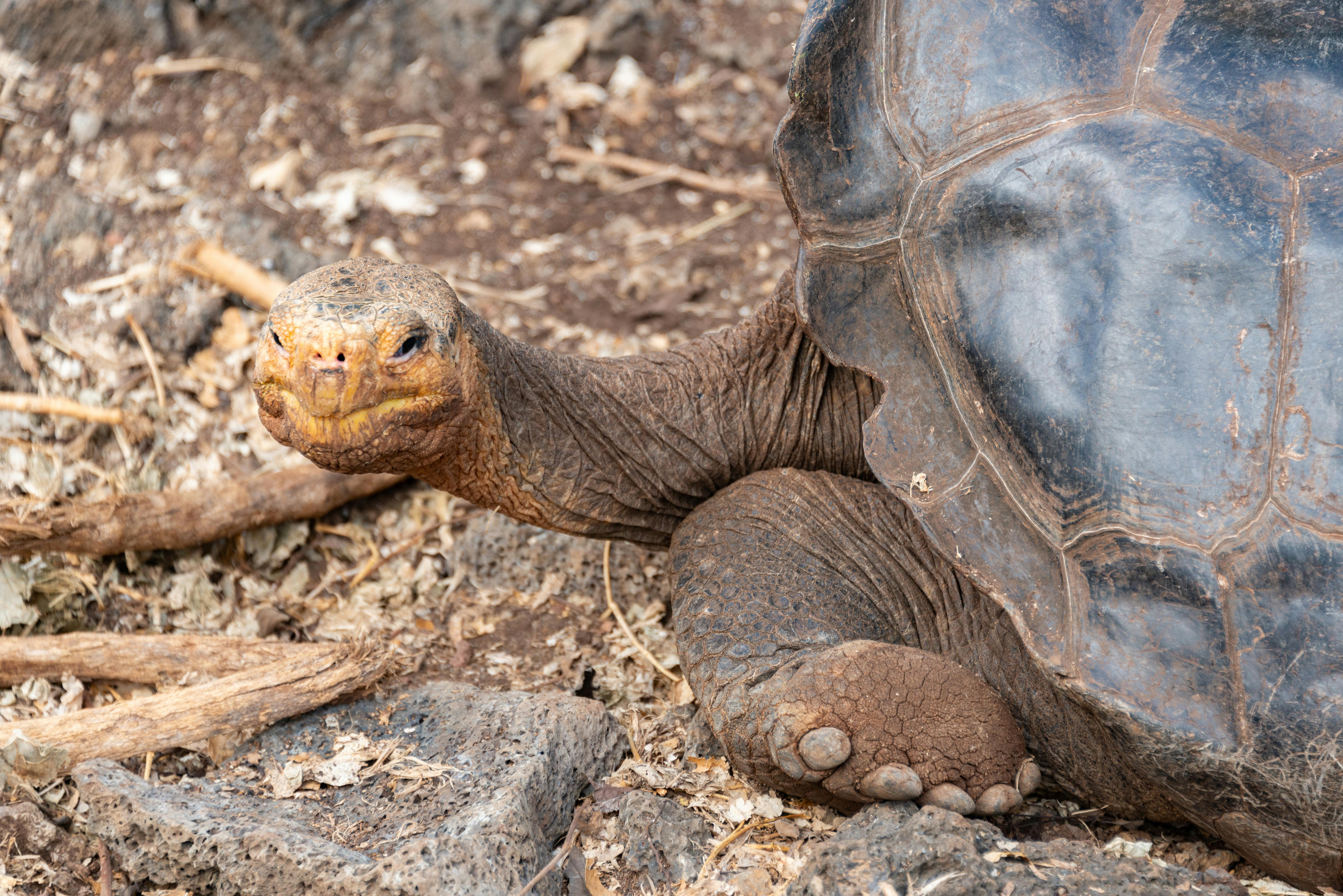 Tortoise on Rock · Free Stock Photo