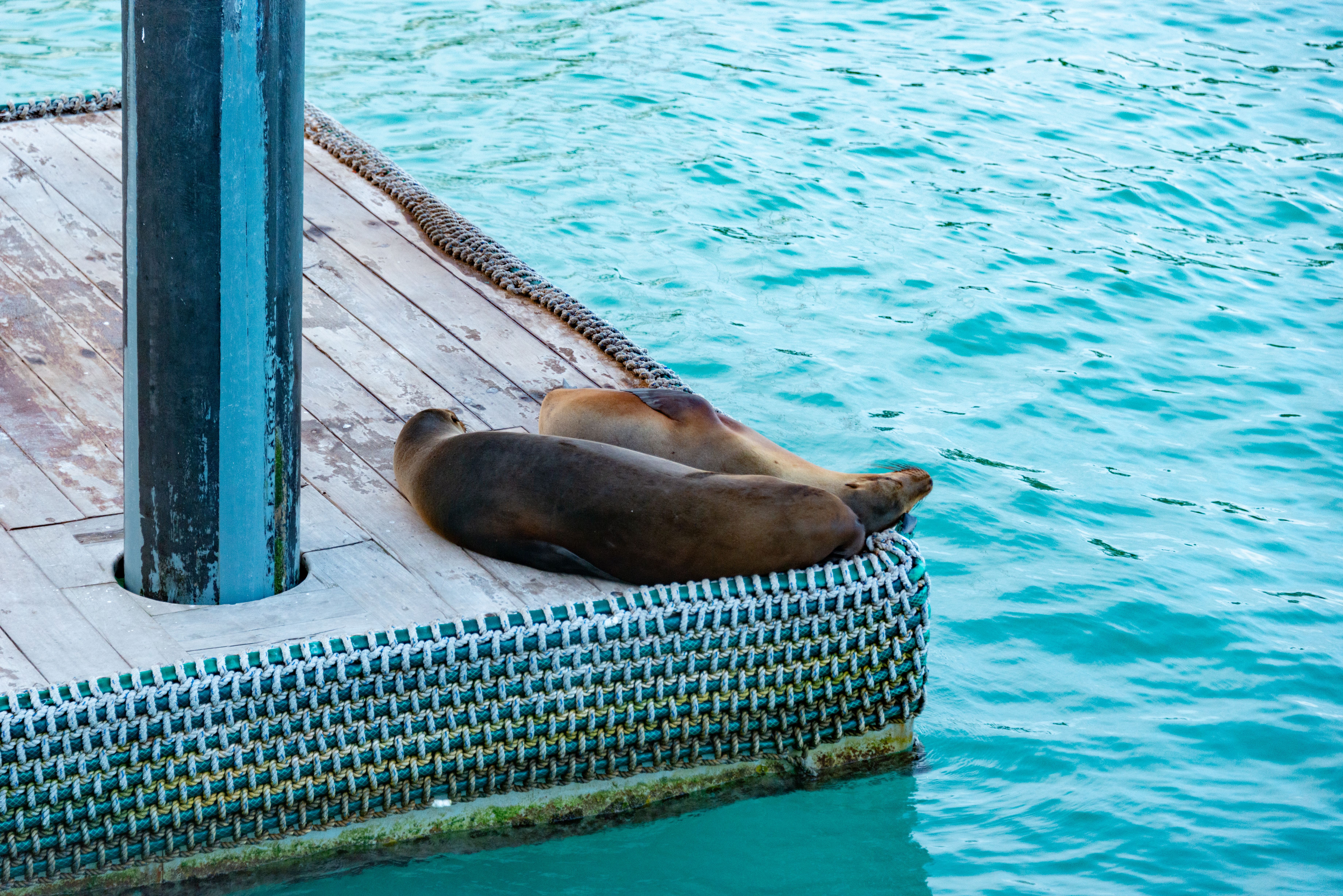 Seals Lying Down on Pier · Free Stock Photo