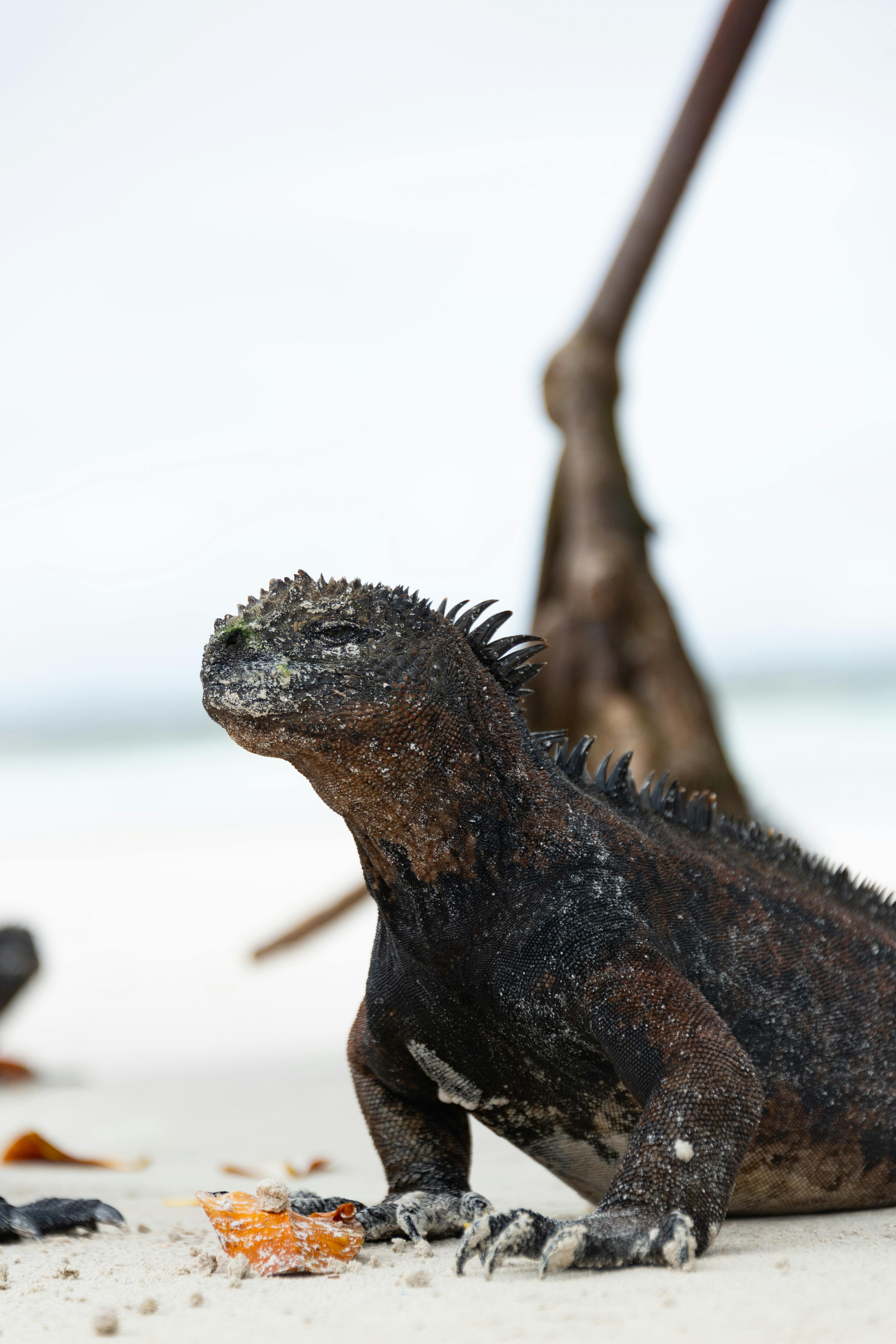 Black and Gray Lizard · Free Stock Photo