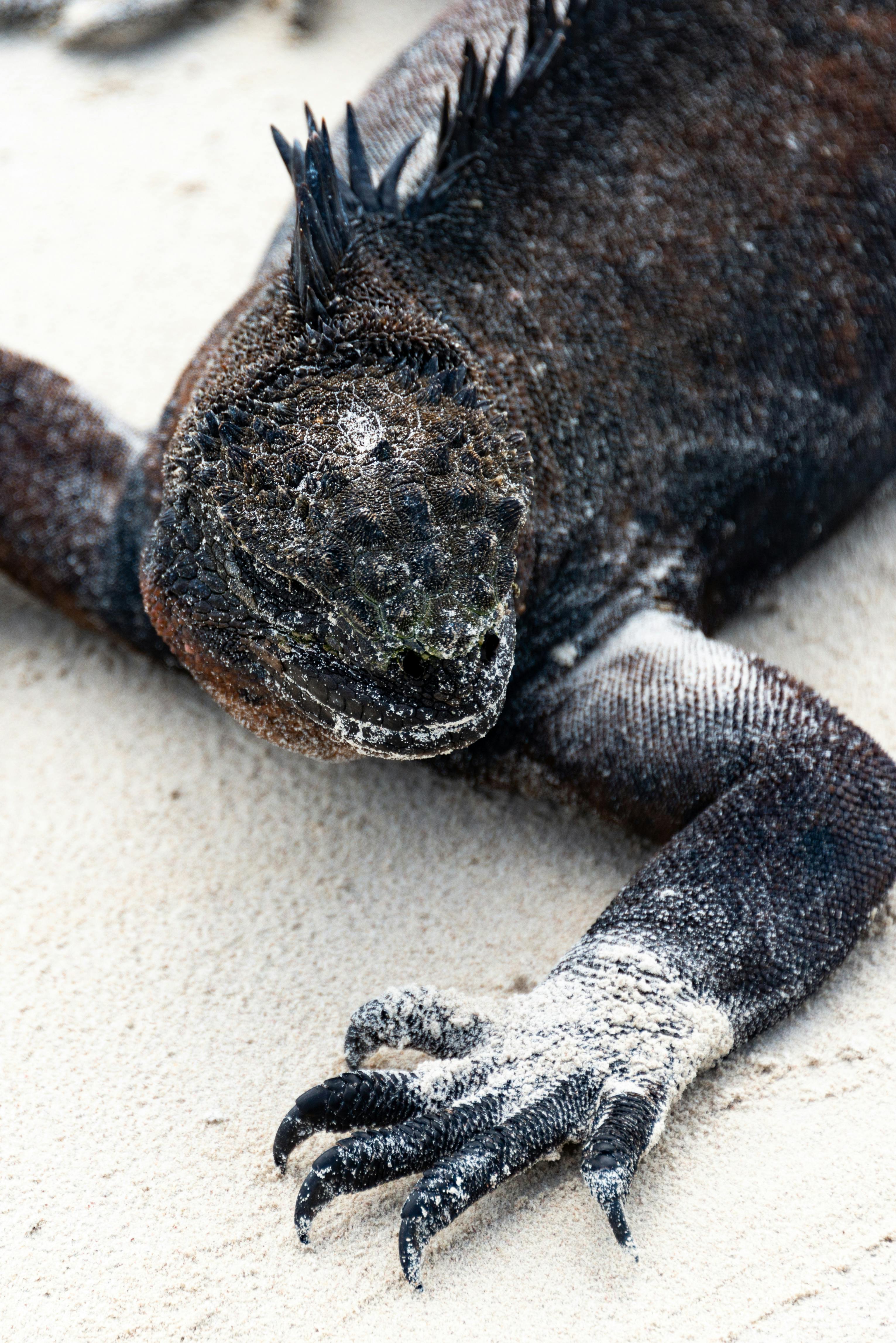 Marine Iguana in Sand · Free Stock Photo