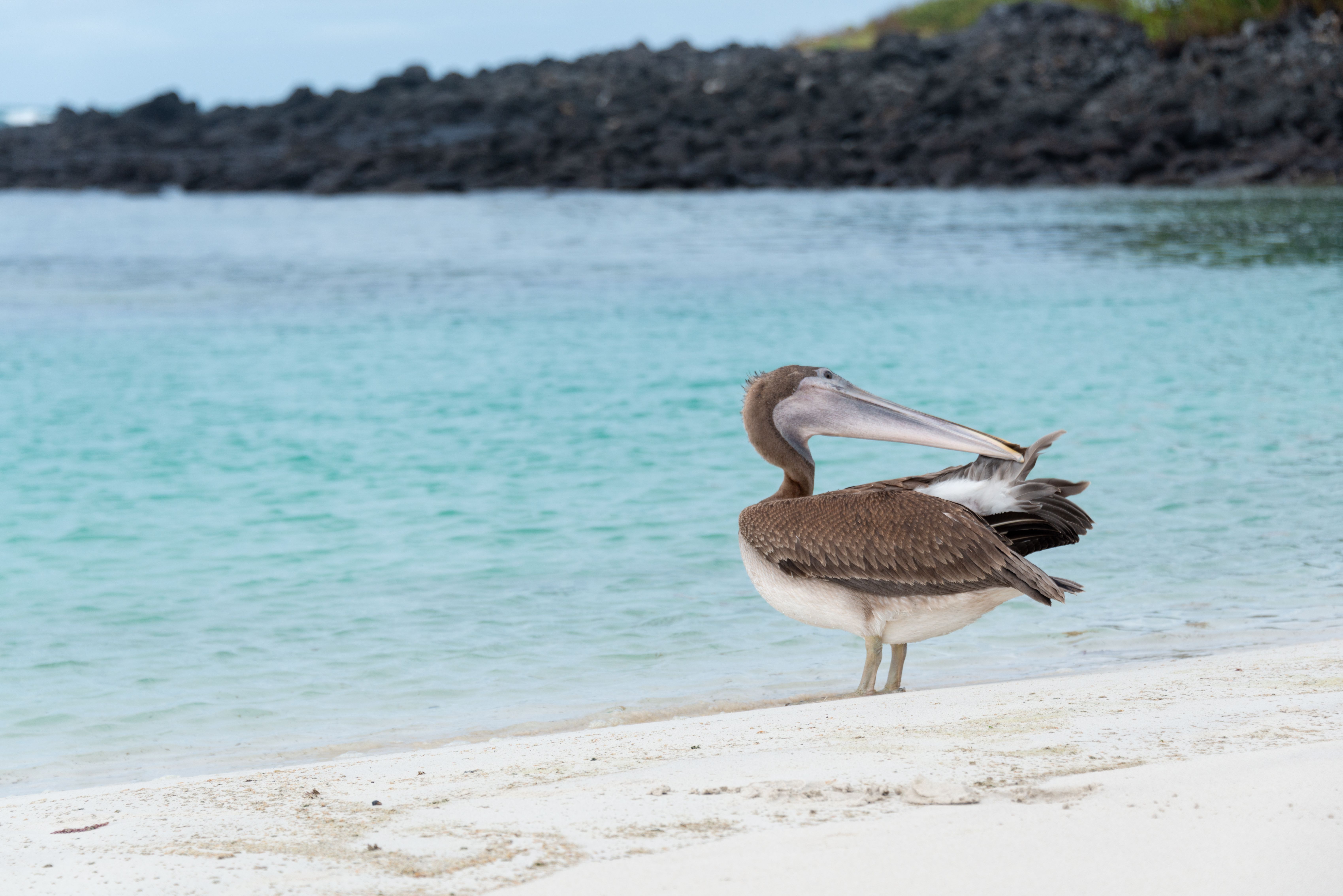 Galapagos Island Turist Photos, Download The BEST Free Galapagos Island ...