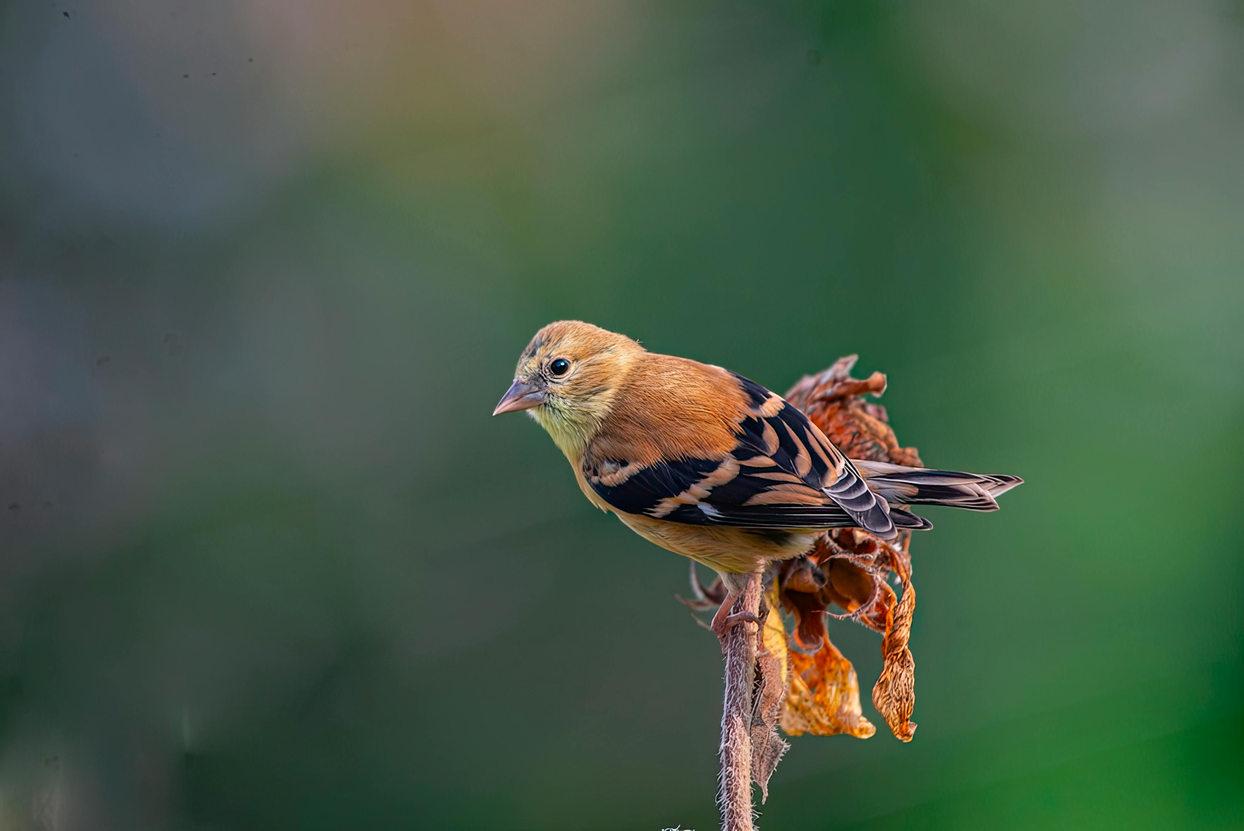 Bird Tank Photos, Download The BEST Free Bird Tank Stock Photos & HD Images