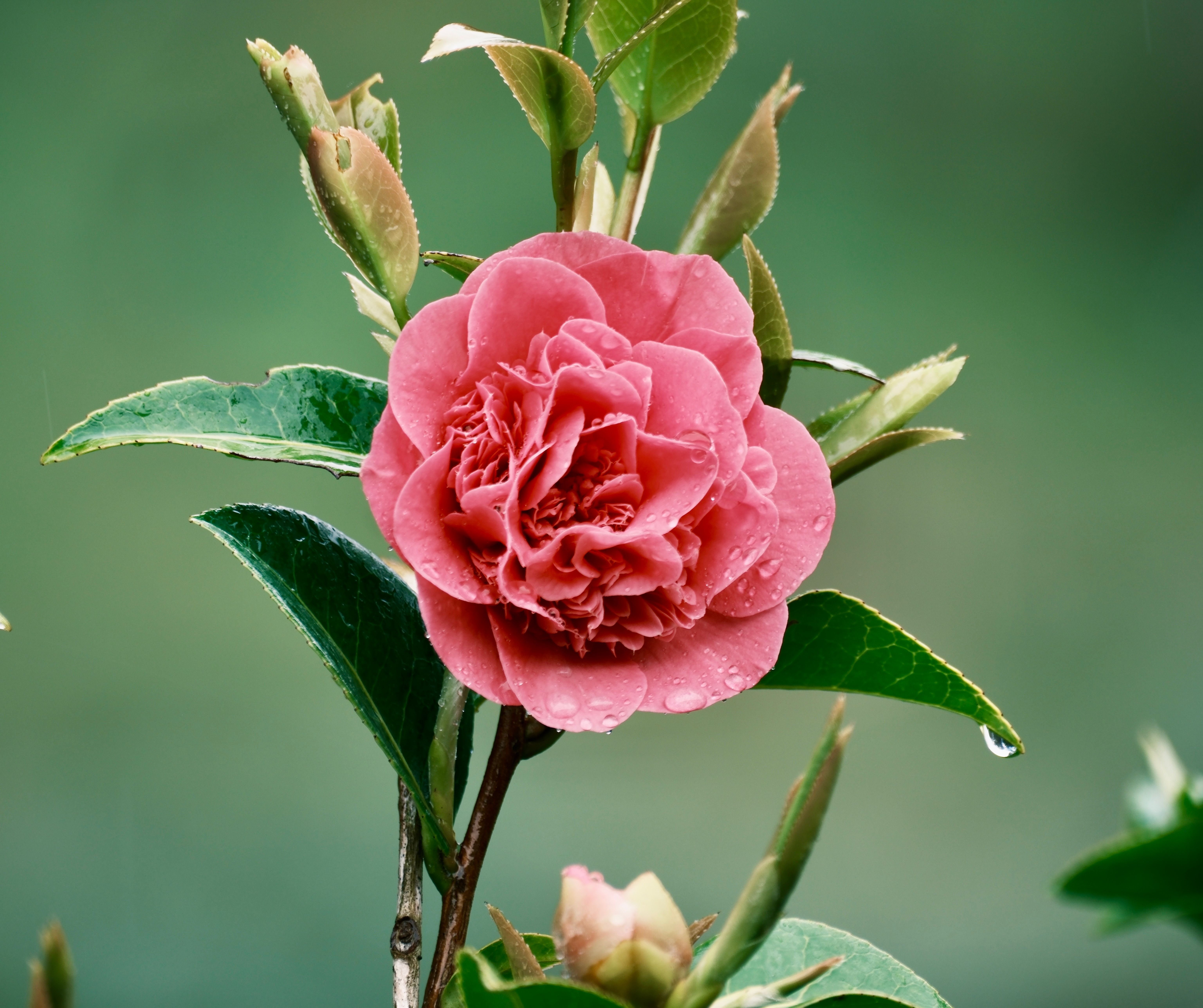 Rose Flower Images Photos, Download The BEST Free Rose Flower Images ...