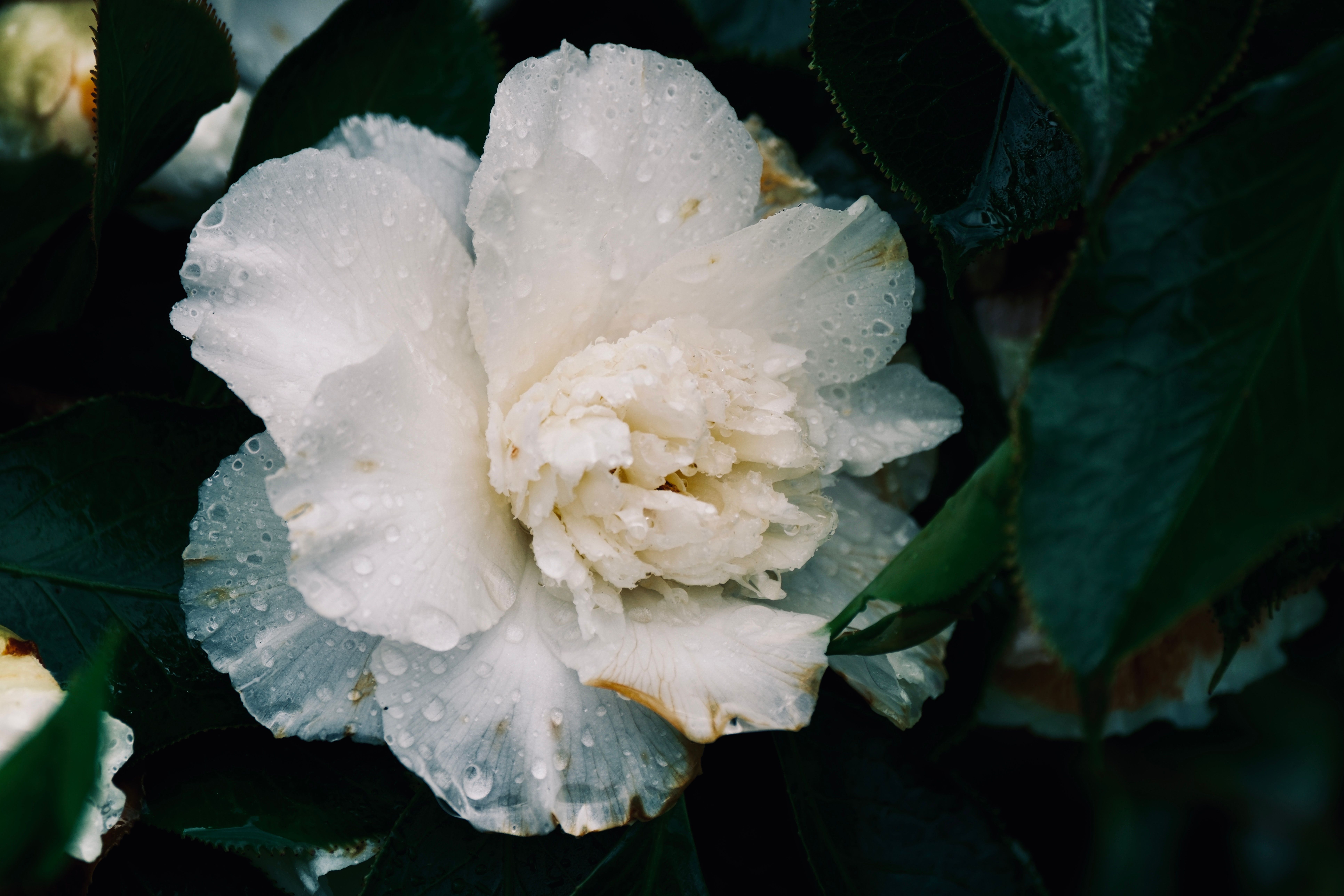 Dudura Flower Photos, Download The BEST Free Dudura Flower Stock Photos ...