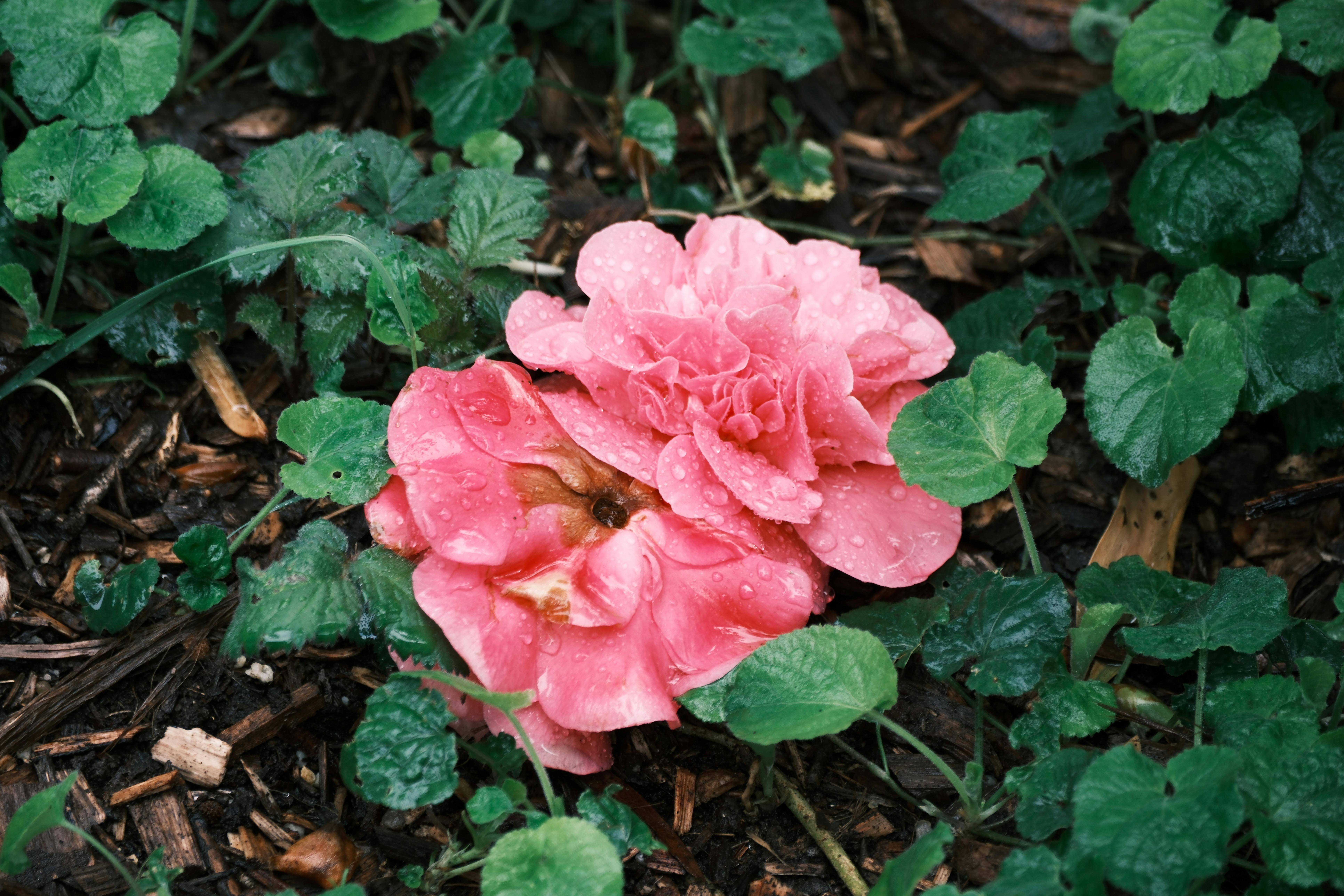 Pink Flowers in Rain · Free Stock Photo