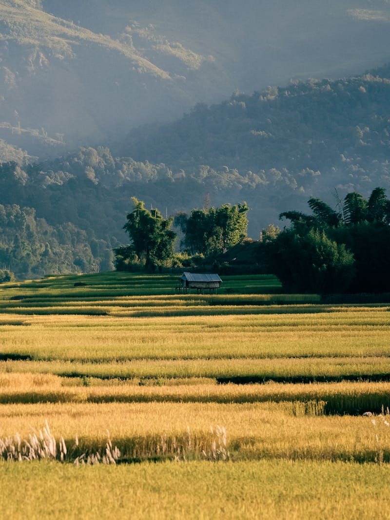 Rice Images Photos, Download The BEST Free Rice Images Stock Photos ...