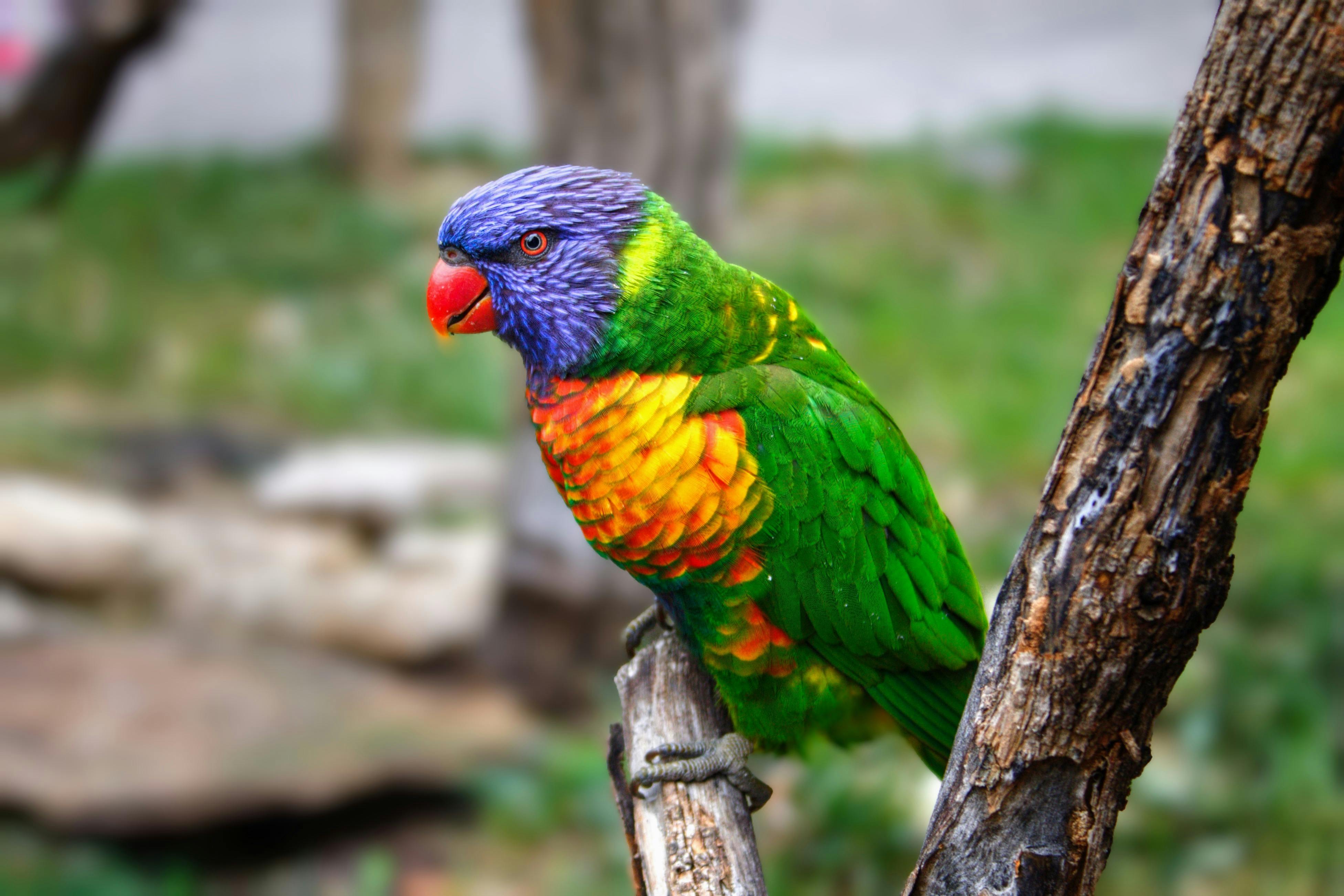 Bird Wallpaper Photos, Download The BEST Free Bird Wallpaper Stock ...