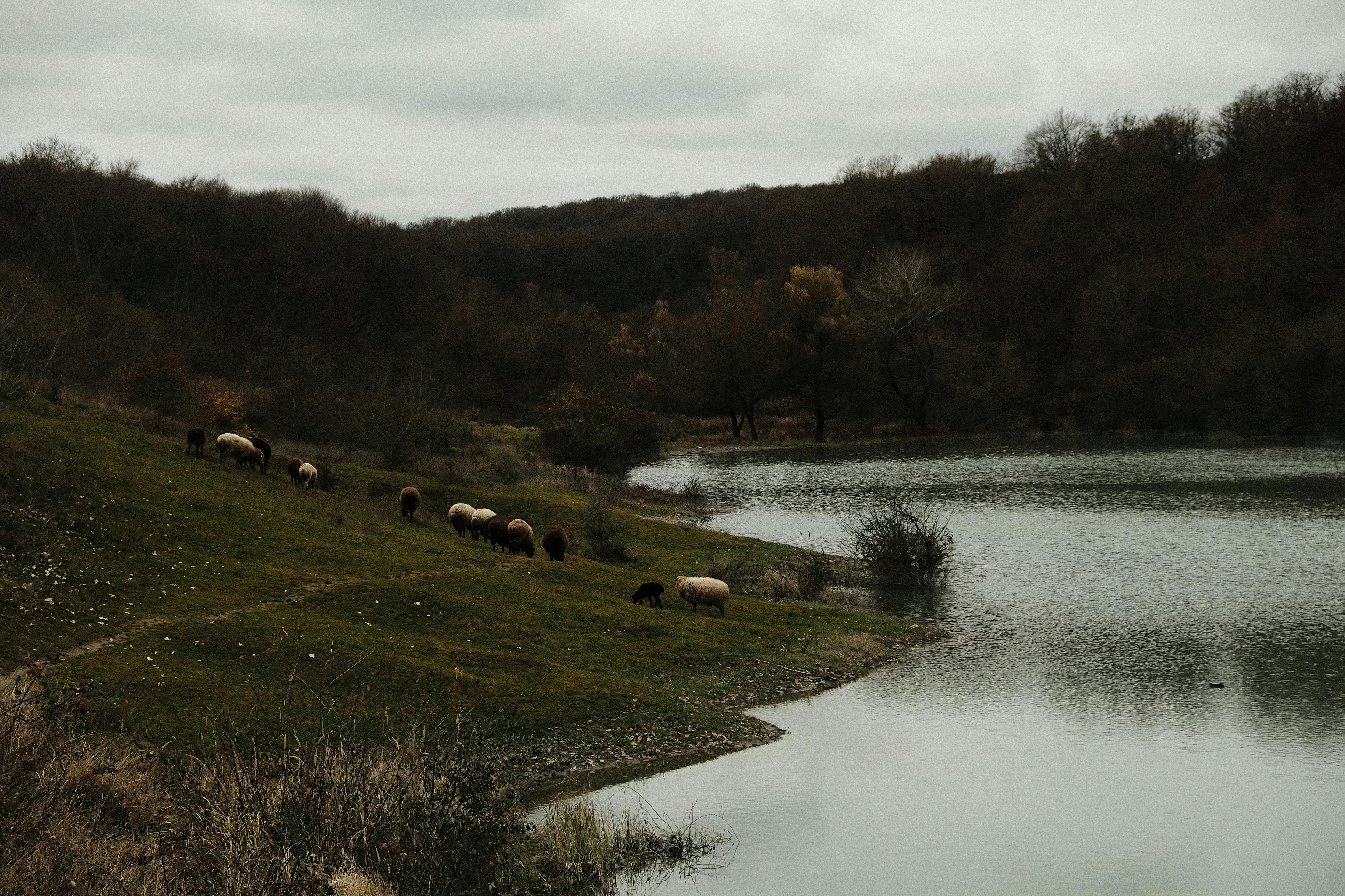 Flock of Sheep on the Lake Shore Among the Hills · Free Stock Photo