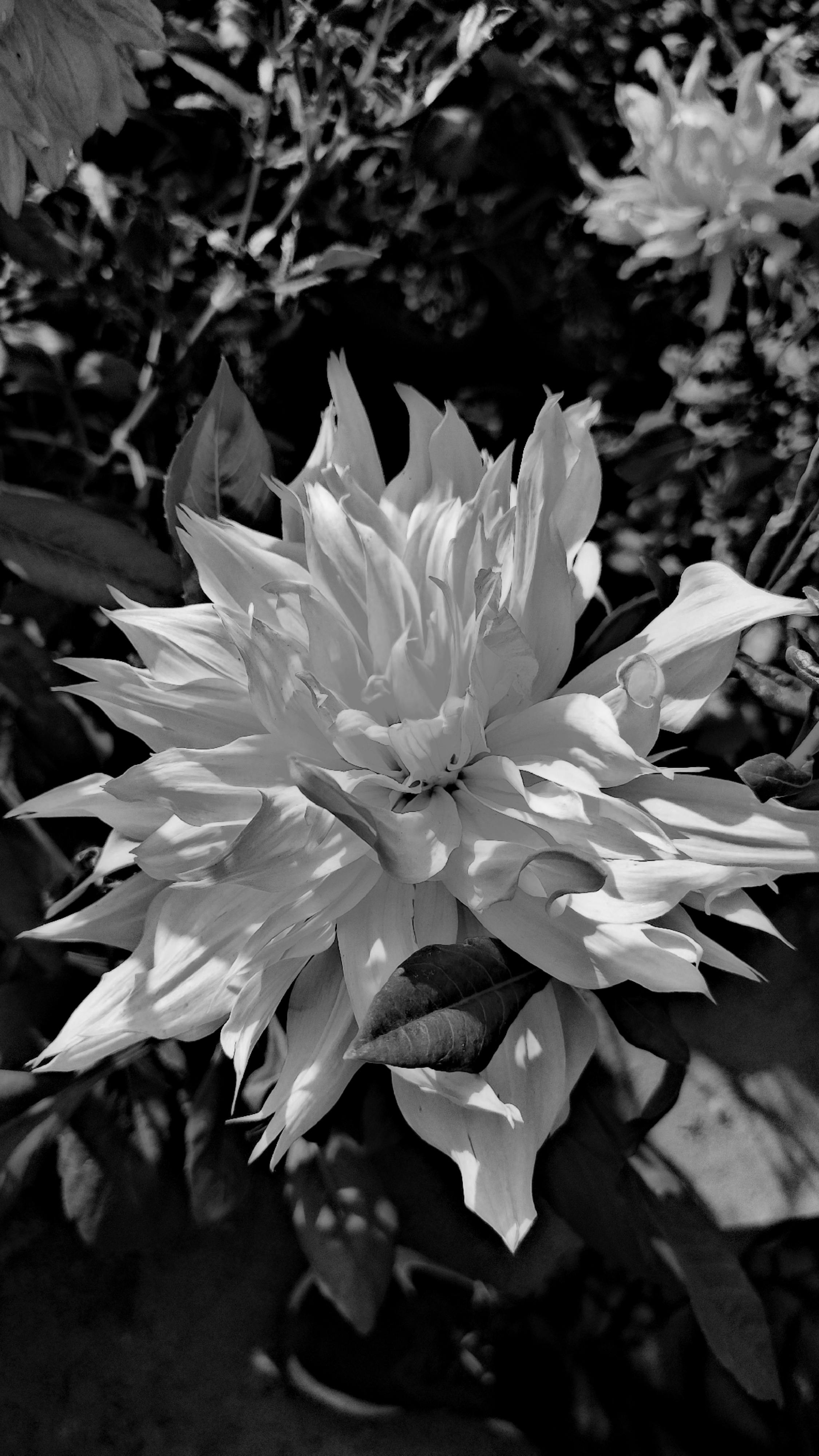 Isha Paliwal - 사진