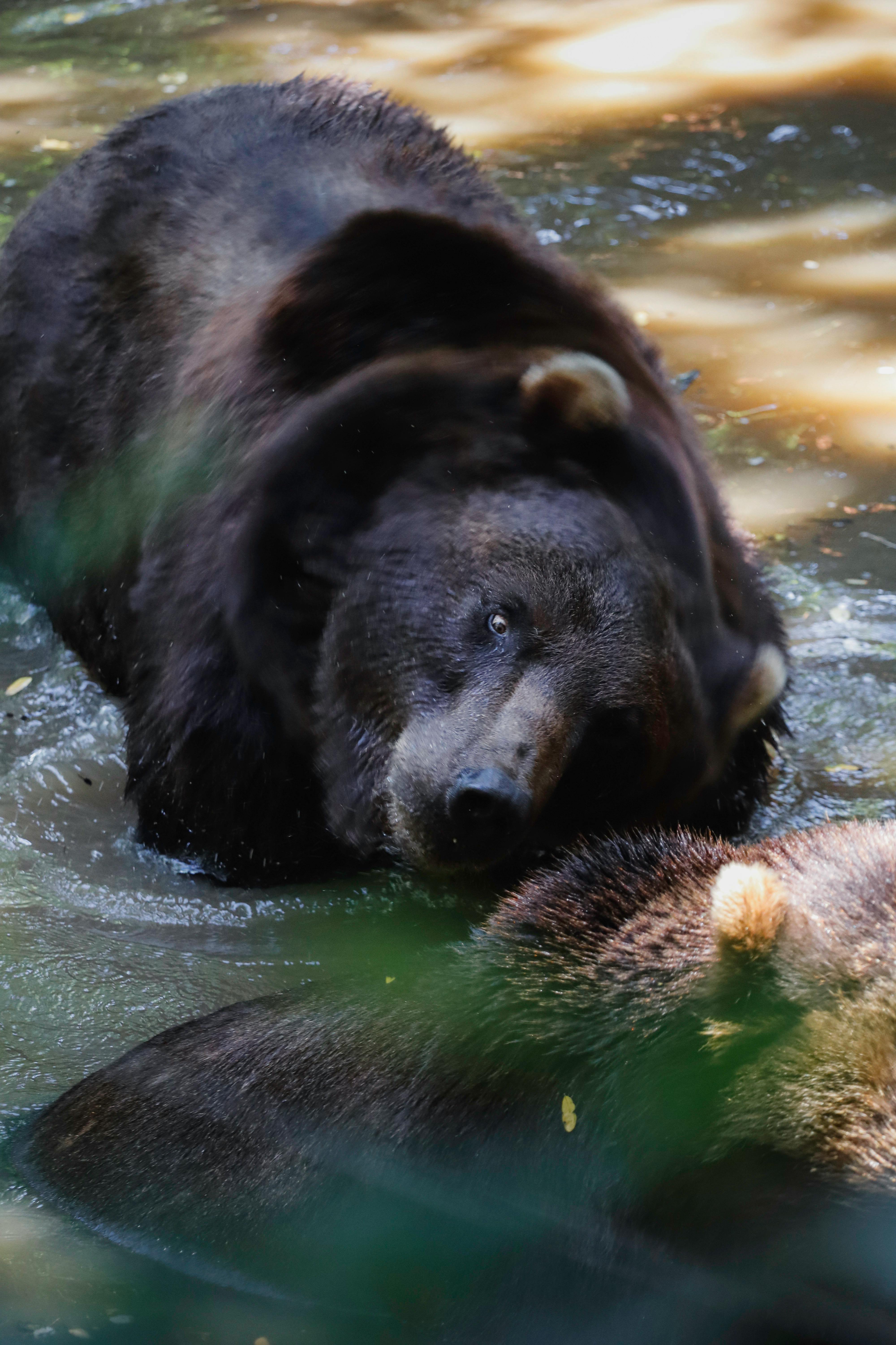 Photo of Bears Bathing in a River · Free Stock Photo