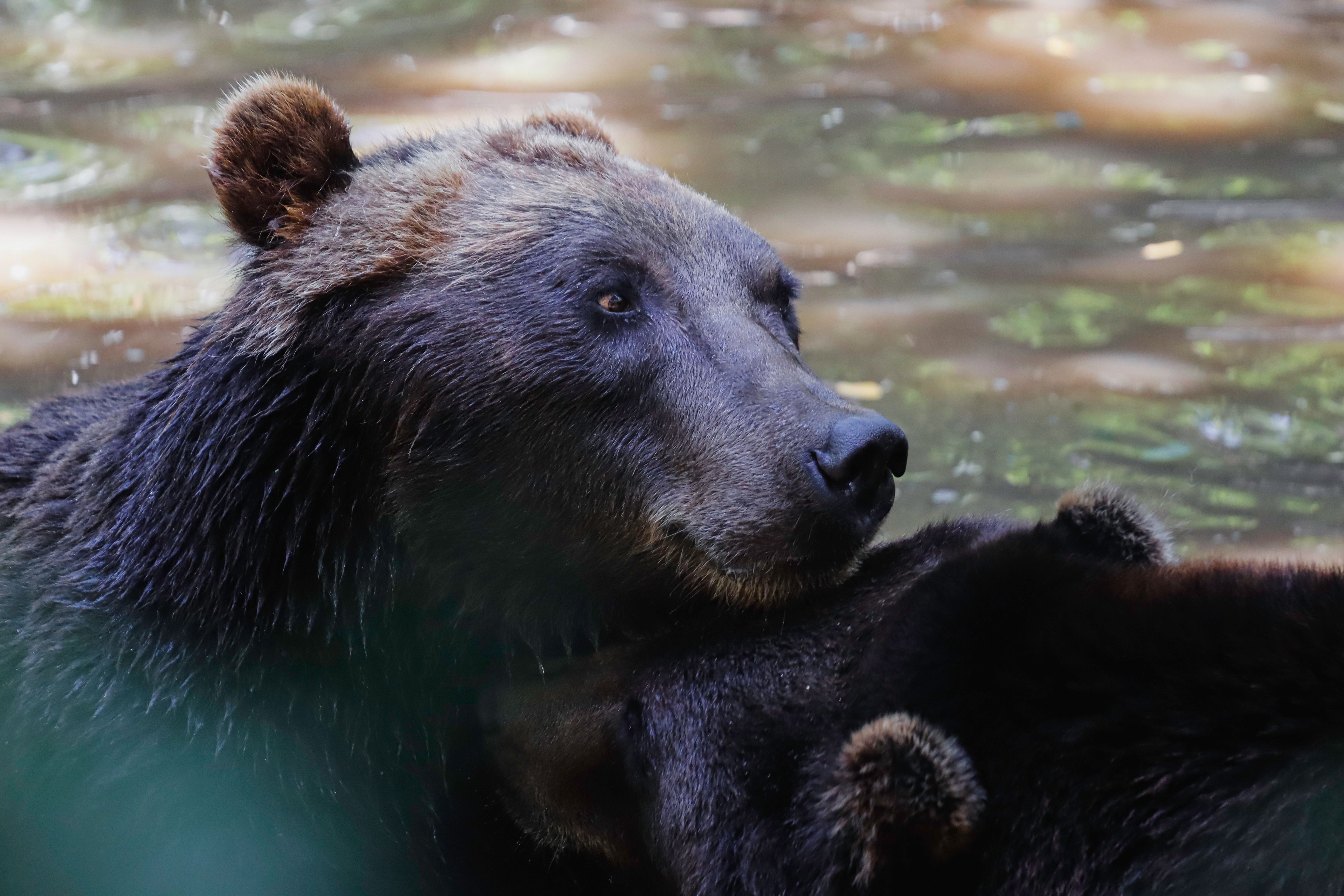Close-up Photo of Grizzly Bear · Free Stock Photo