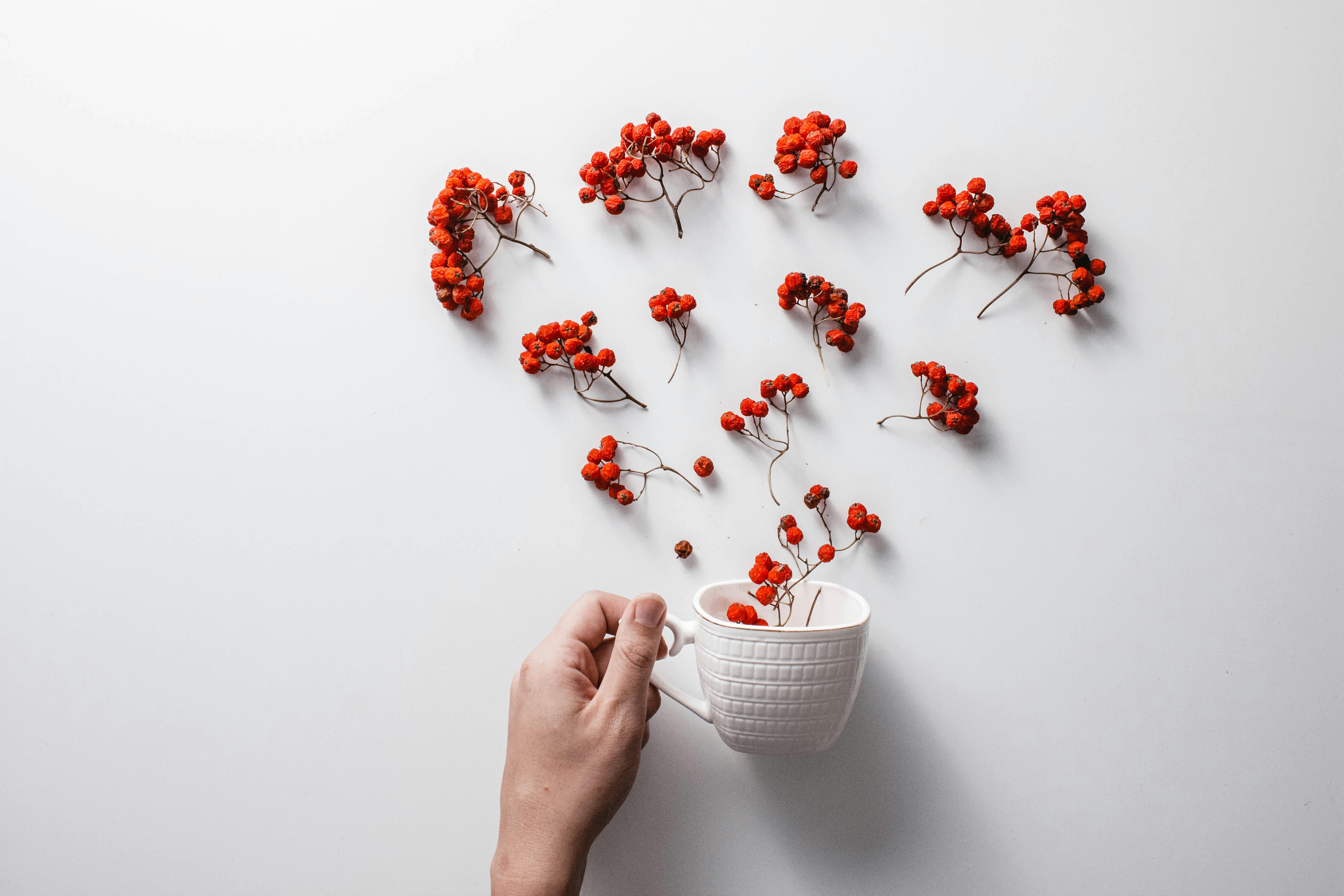 Berry Sprigs Photos, Download The BEST Free Berry Sprigs Stock Photos ...