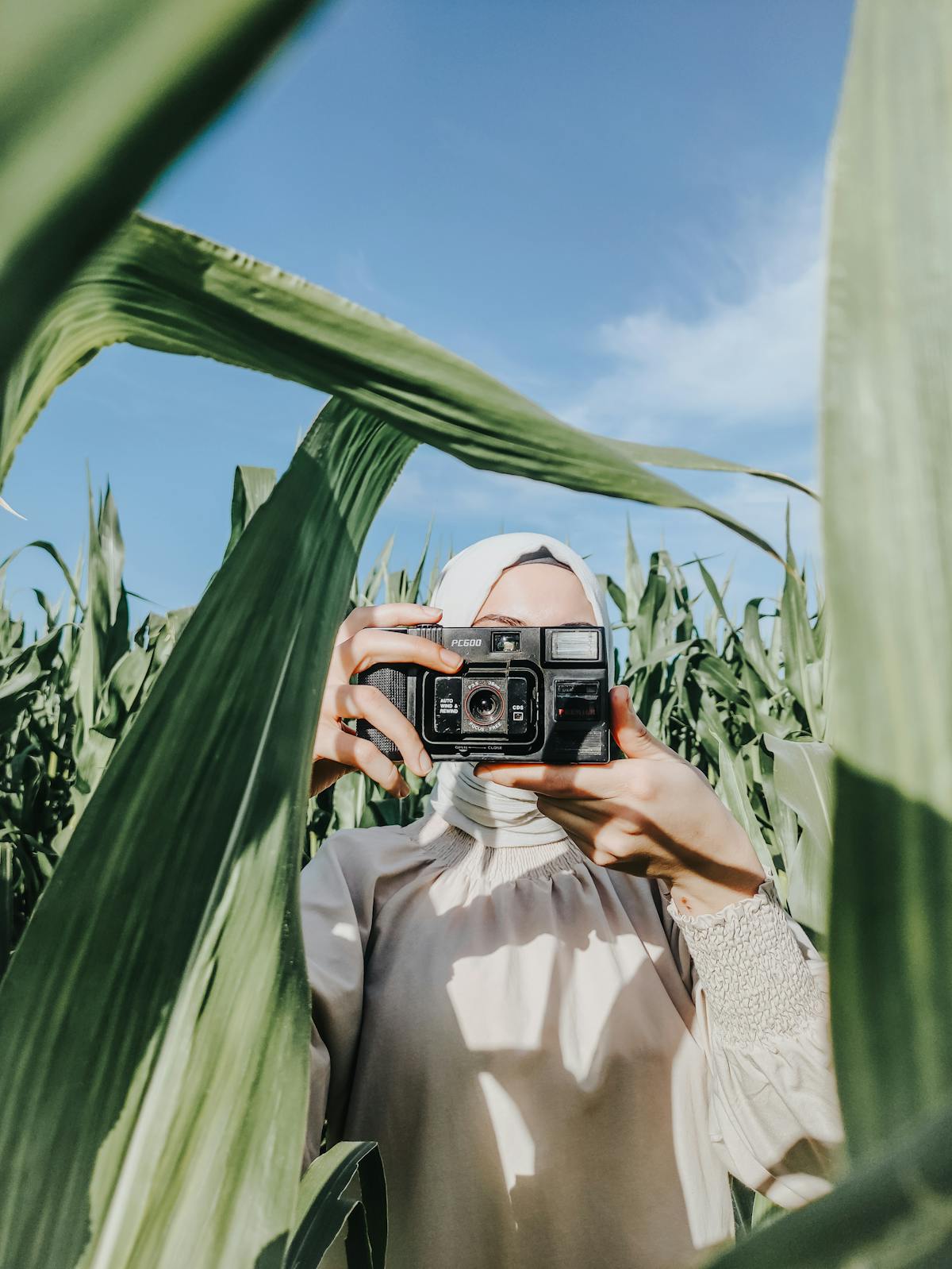 Maize Photos, Download The BEST Free Maize Stock Photos & HD Images