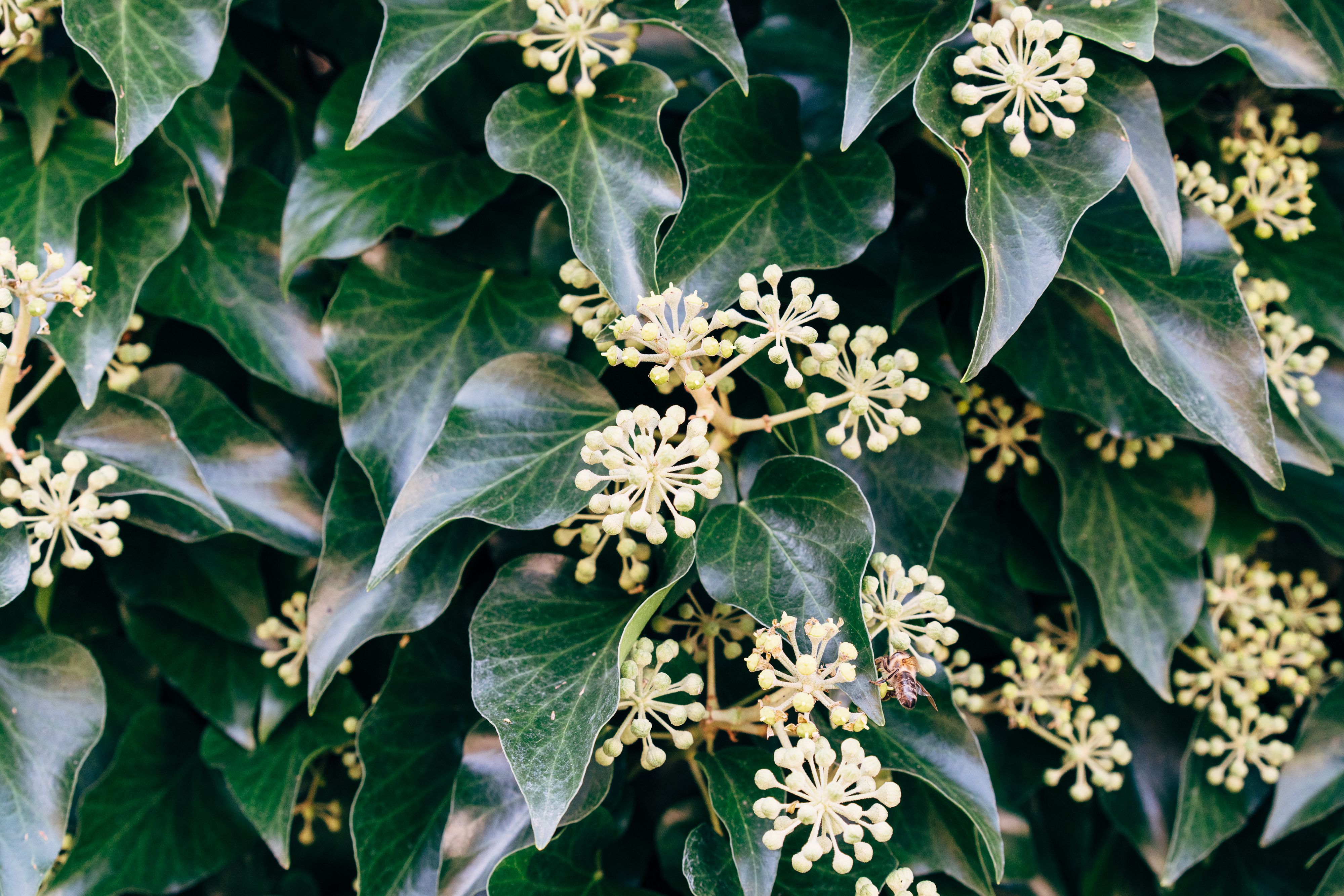 Bee Hedera Photos, Download The BEST Free Bee Hedera Stock Photos & HD ...