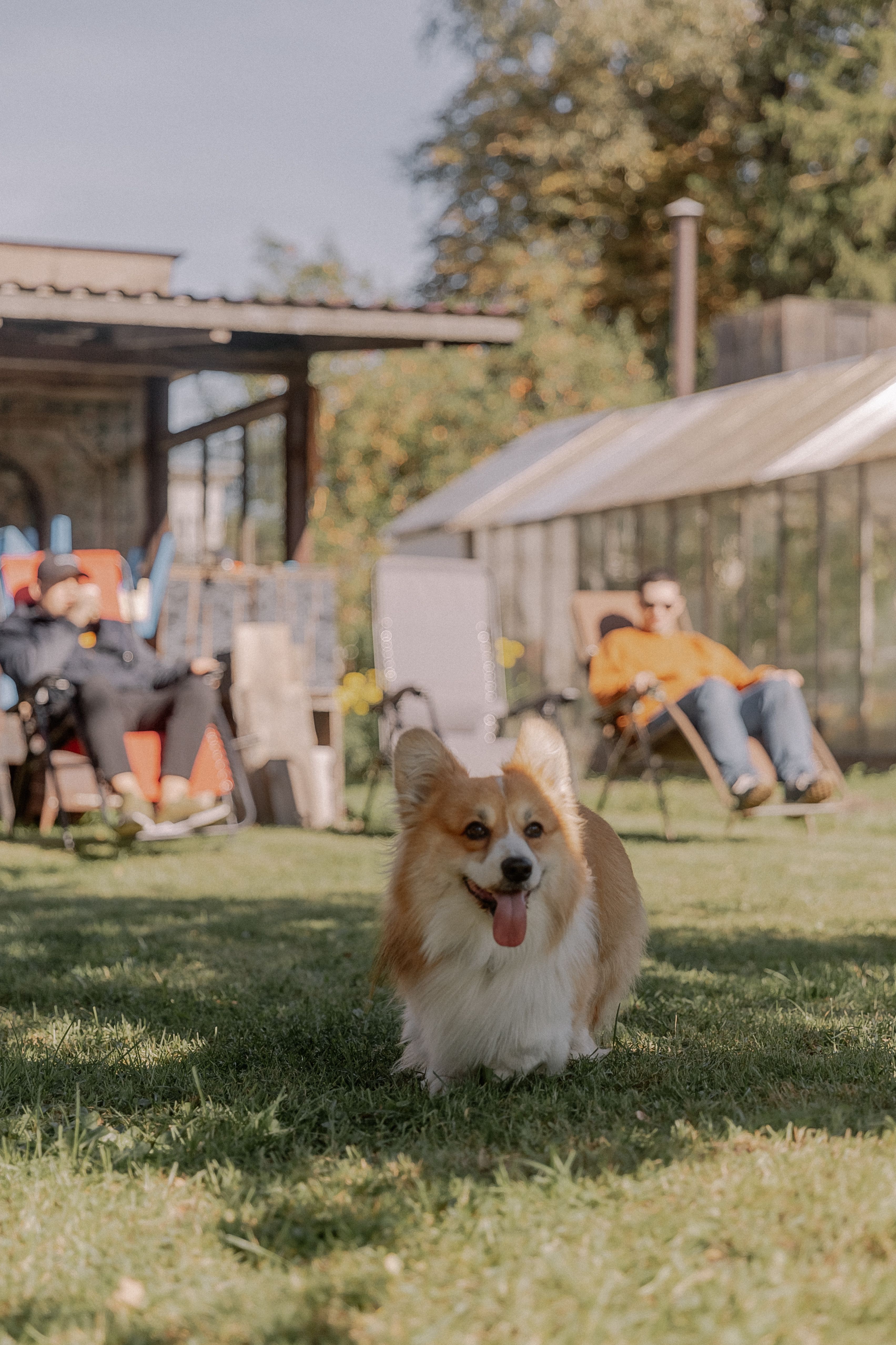 Dogs in Front of a Greenhouse · Free Stock Photo