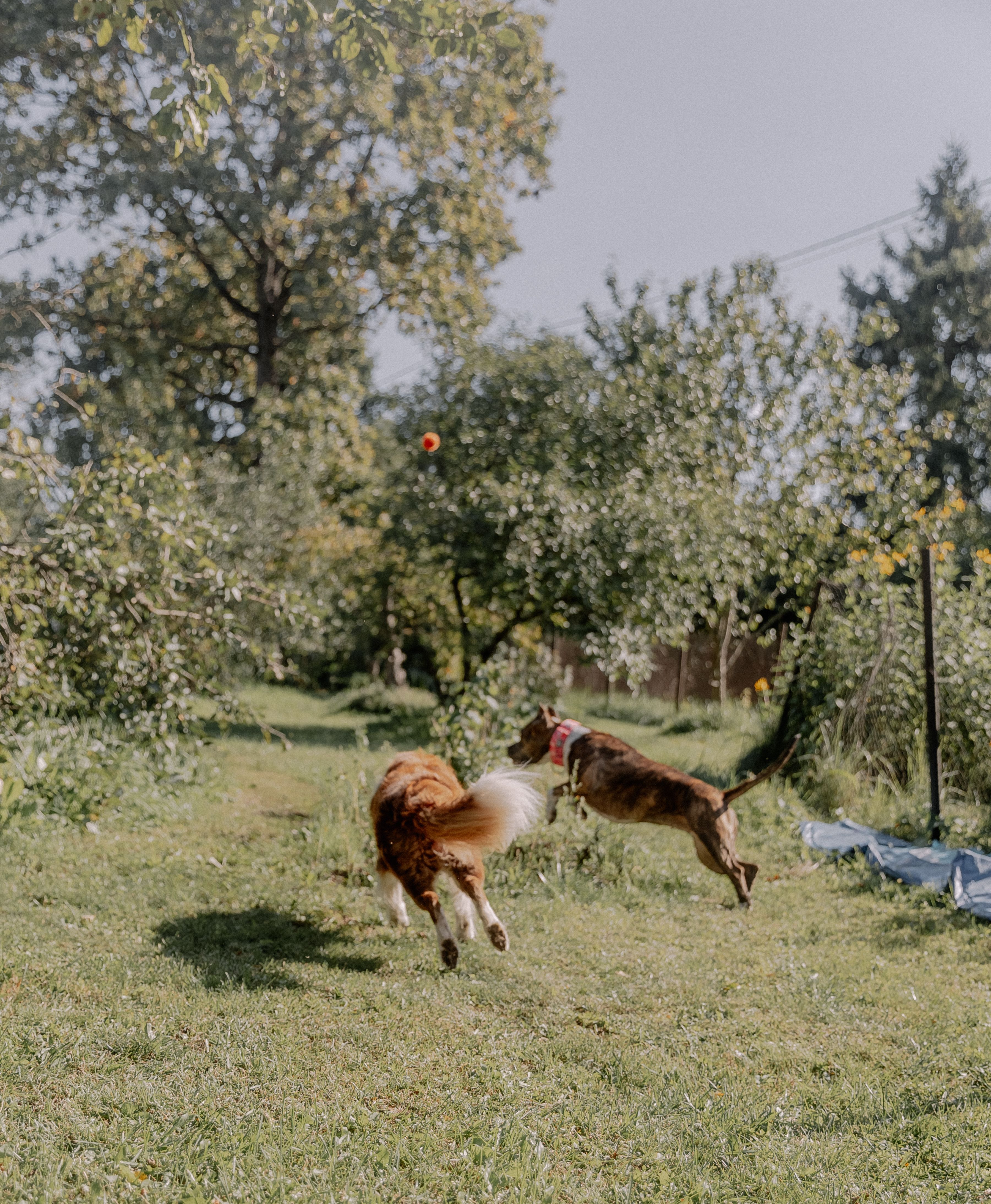 Pictiure Of 8 Dogs Photos, Download The BEST Free Pictiure Of 8 Dogs ...