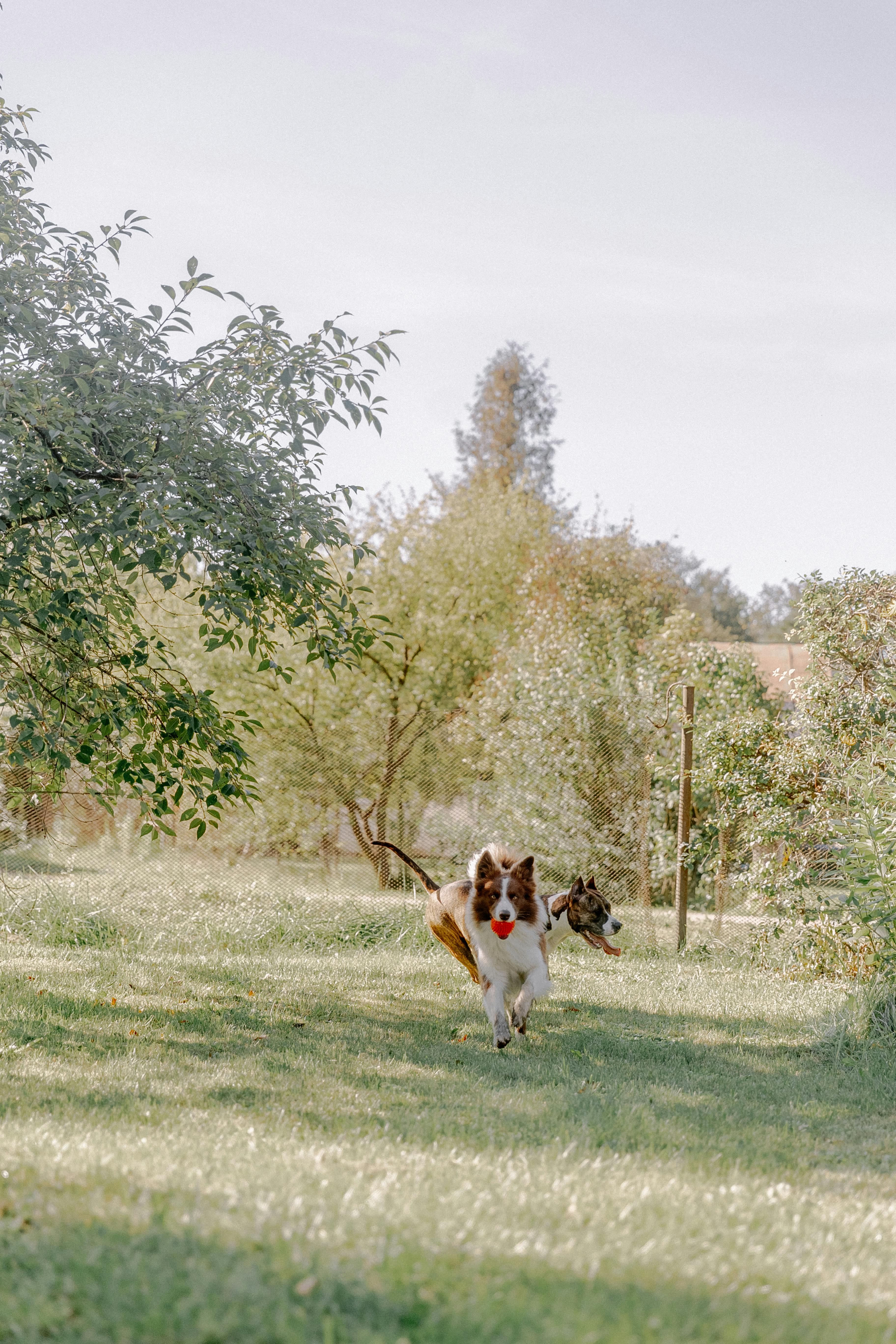 Dogs Running through Sunny Garden · Free Stock Photo