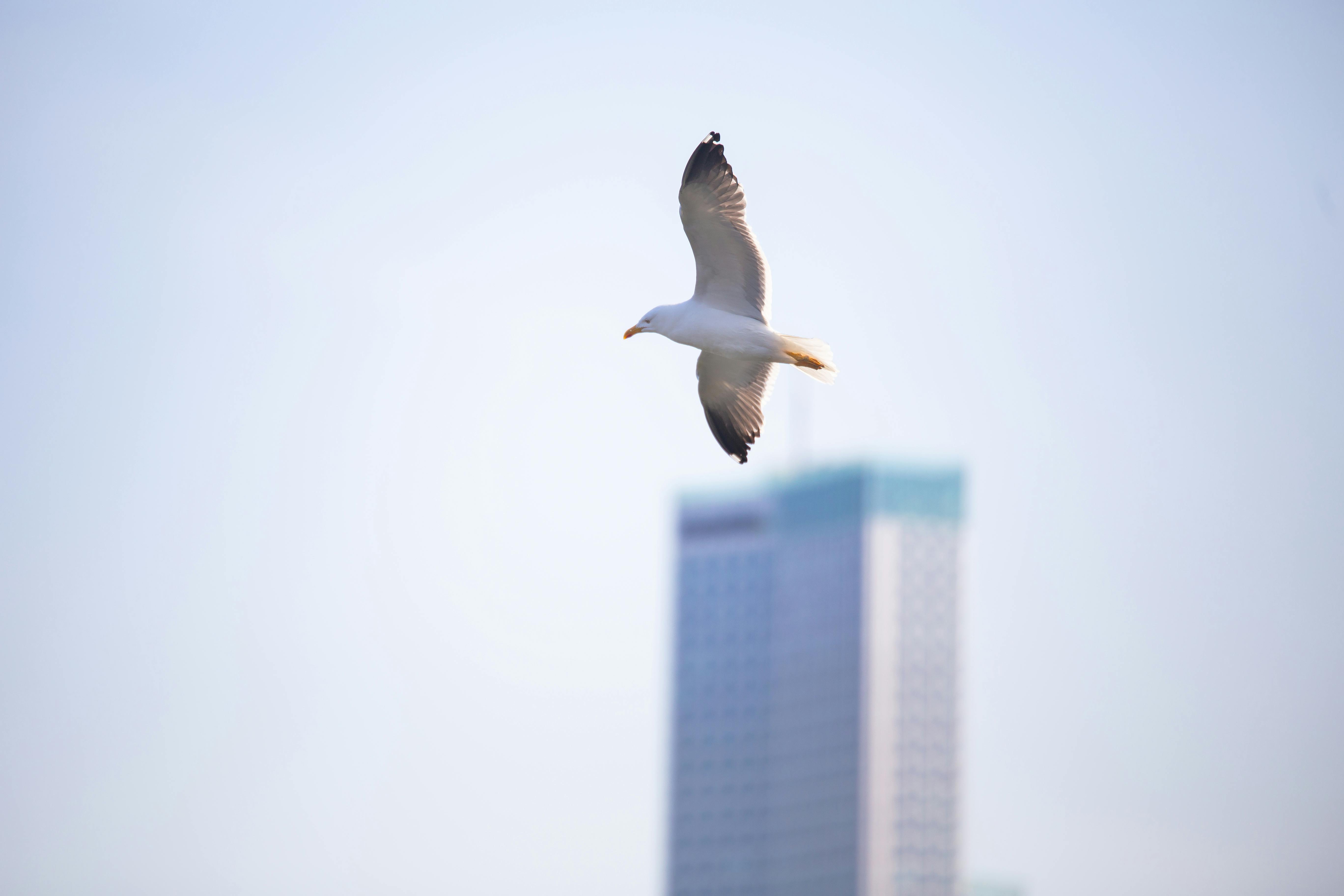Close up of Flying Seagull · Free Stock Photo