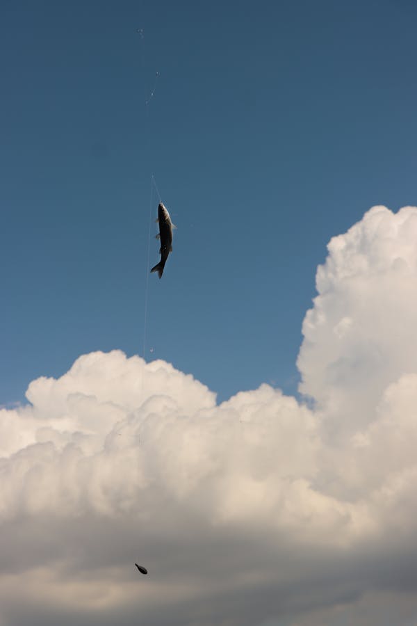 Flying Fish Photos, Download The BEST Free Flying Fish Stock Photos ...