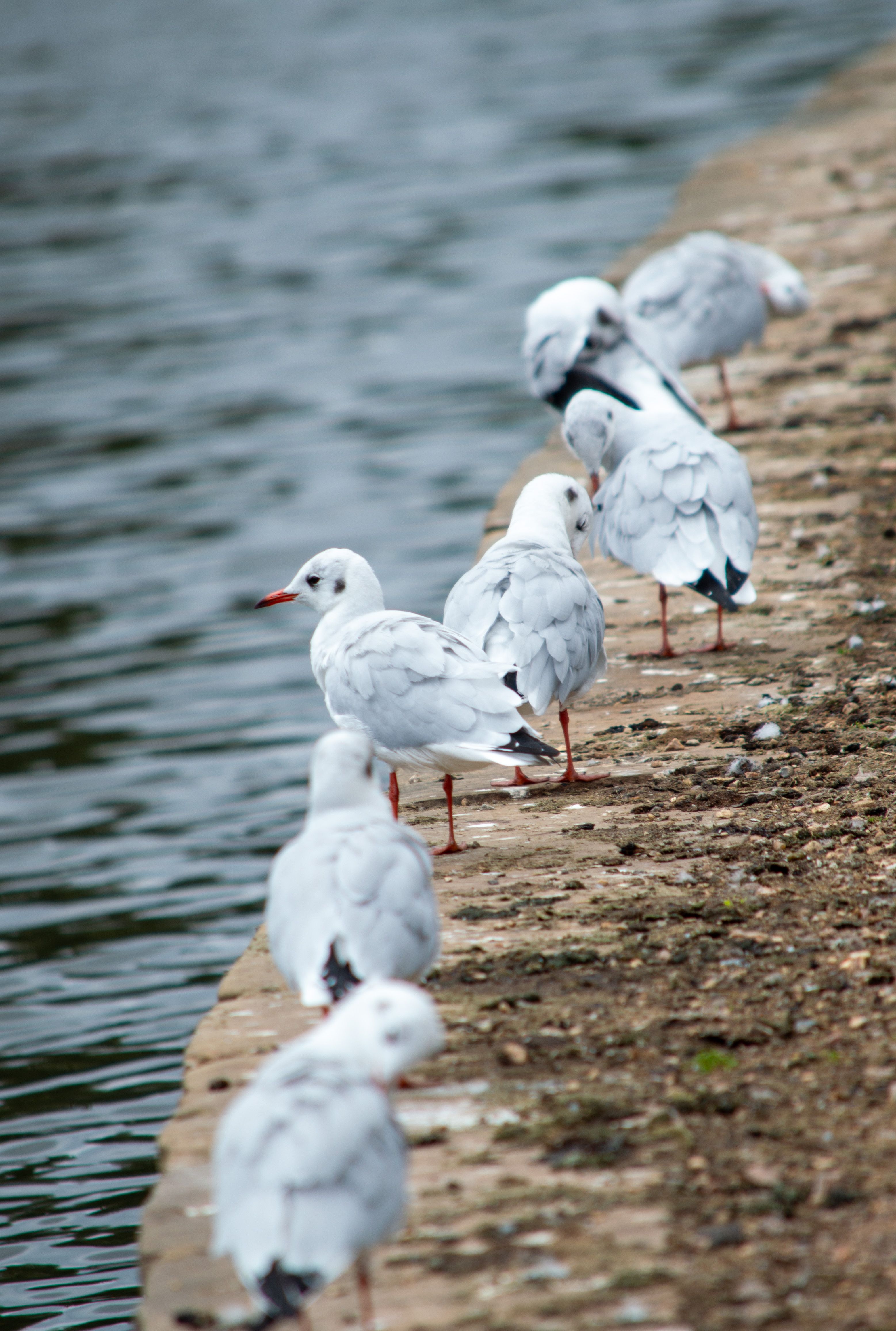 Birds Arent Real Photos, Download The BEST Free Birds Arent Real Stock ...