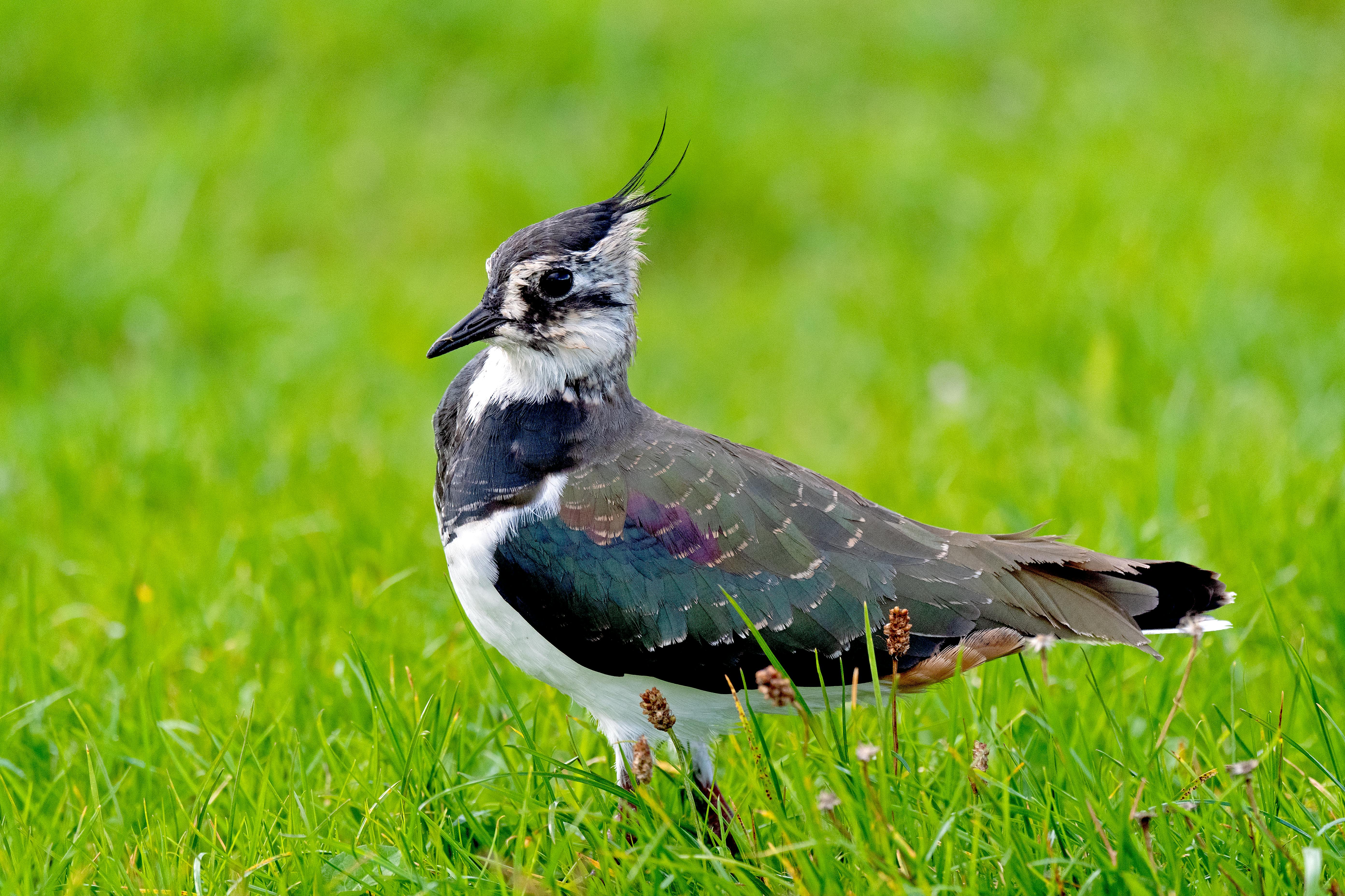 Northern Lapwing on Grass · Free Stock Photo