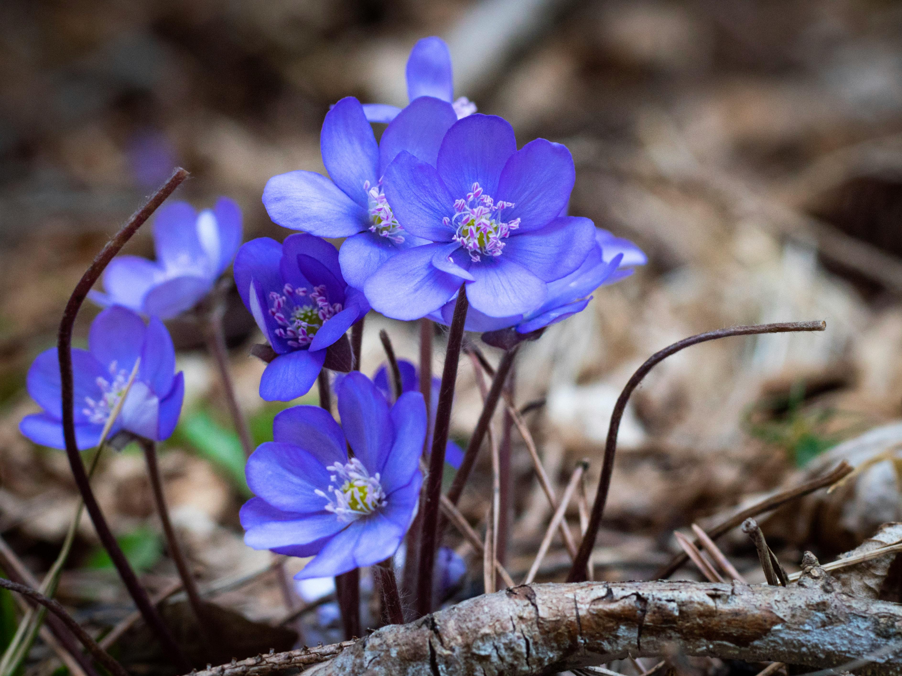 Purple Flowers in a Forest · Free Stock Photo