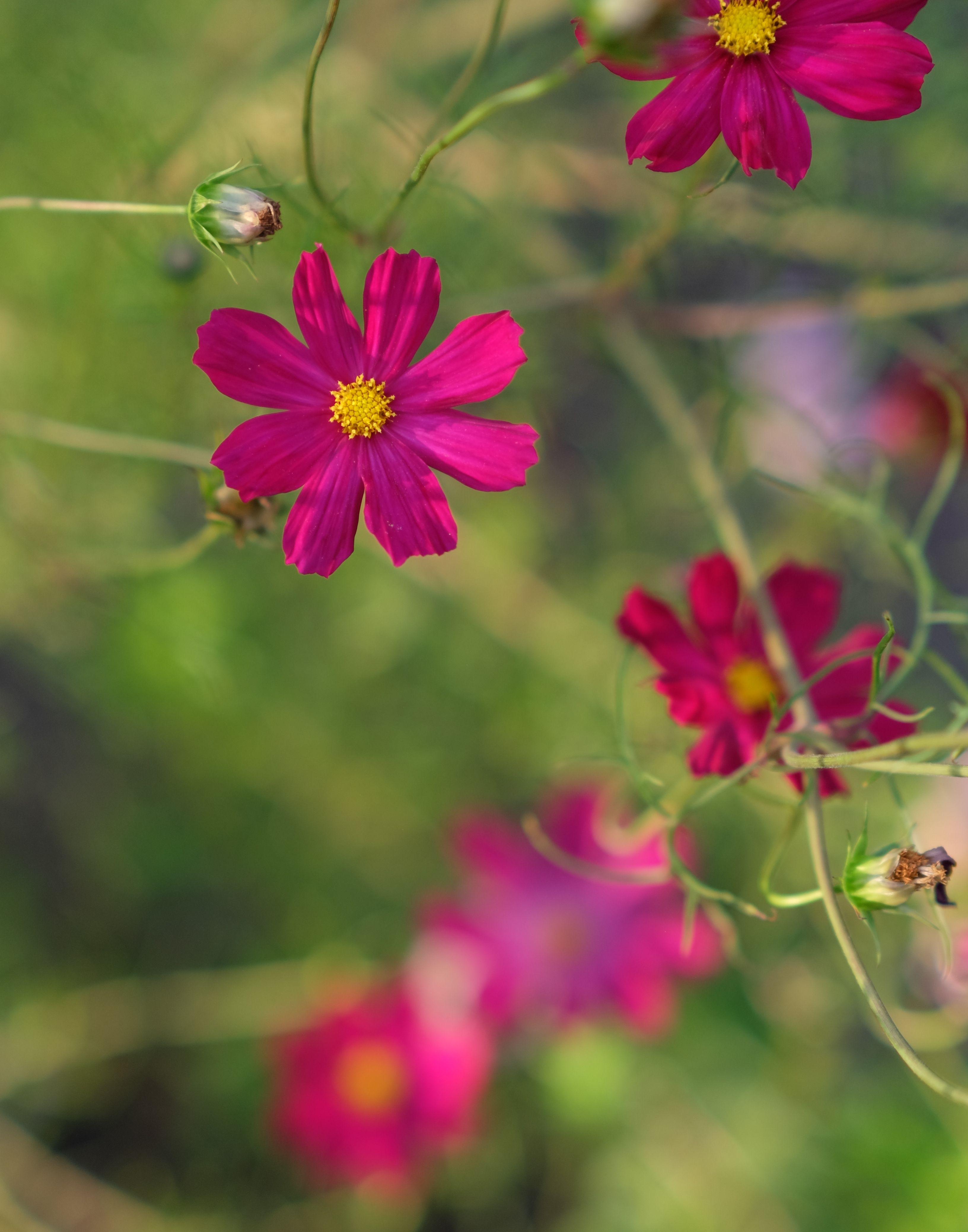 Beautiful Cosmos Flower · Free Stock Photo