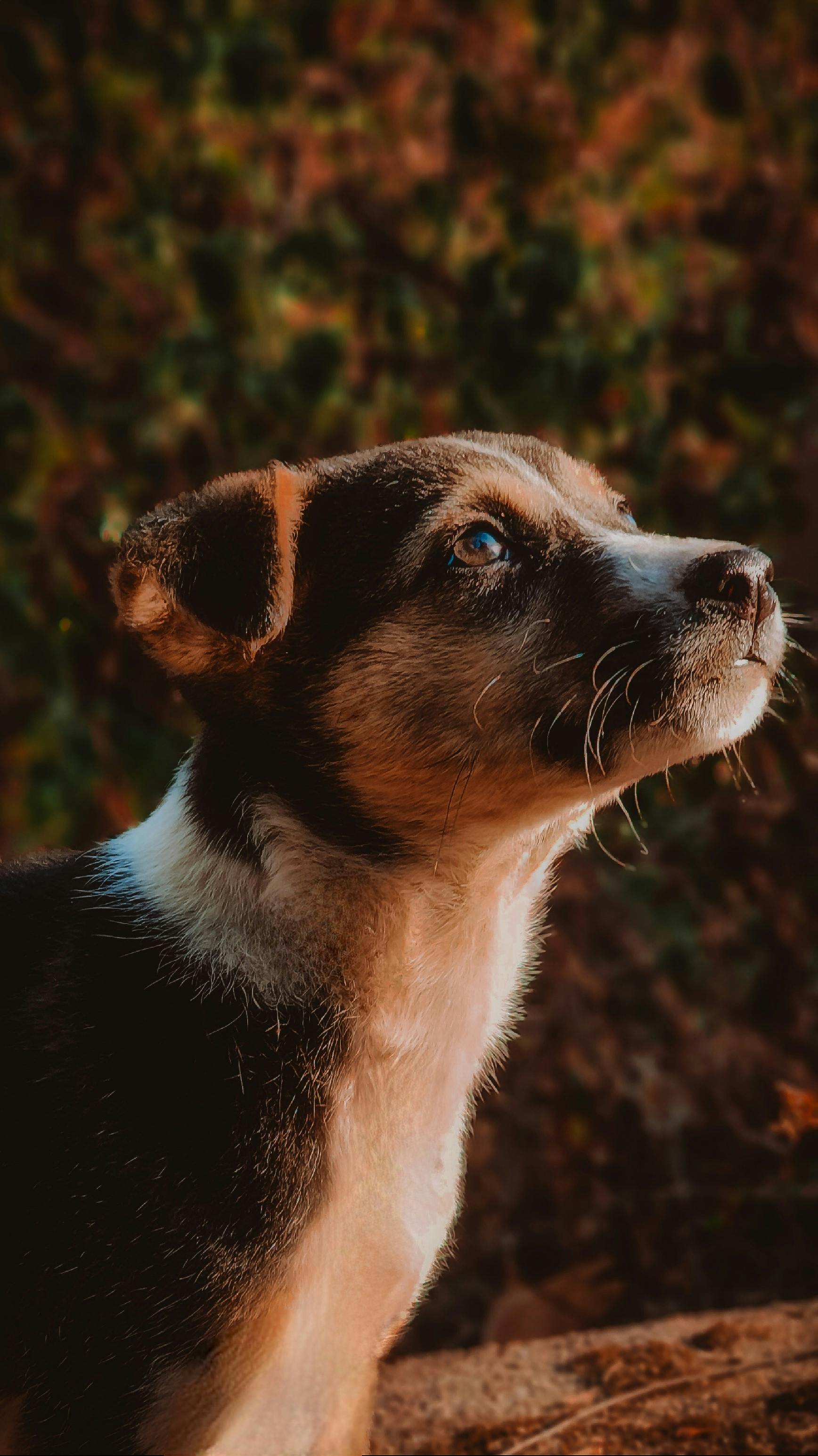 Mixed Breed Dog Photos, Download The BEST Free Mixed Breed Dog Stock ...