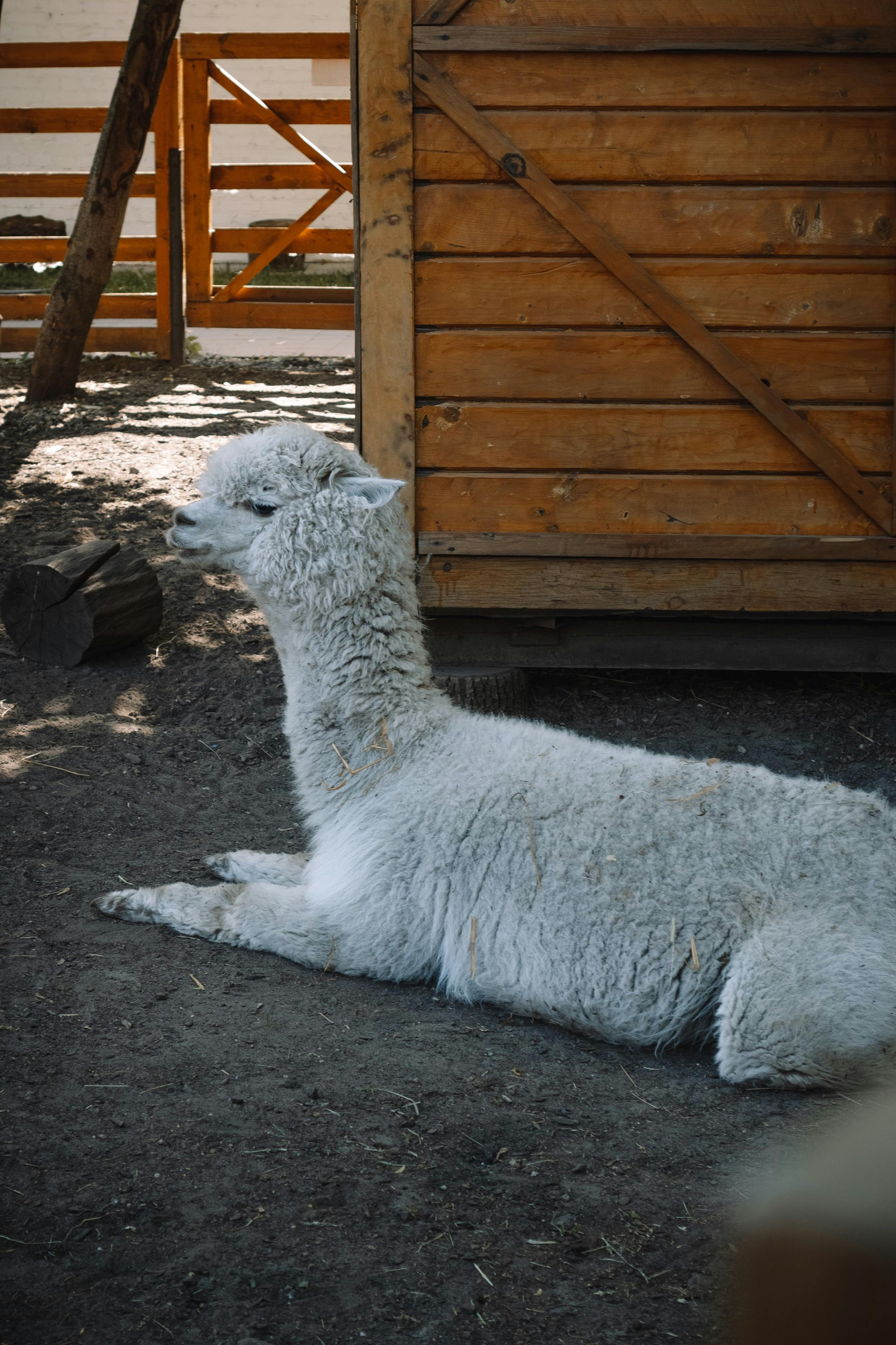 White Alpaca Lying Down · Free Stock Photo