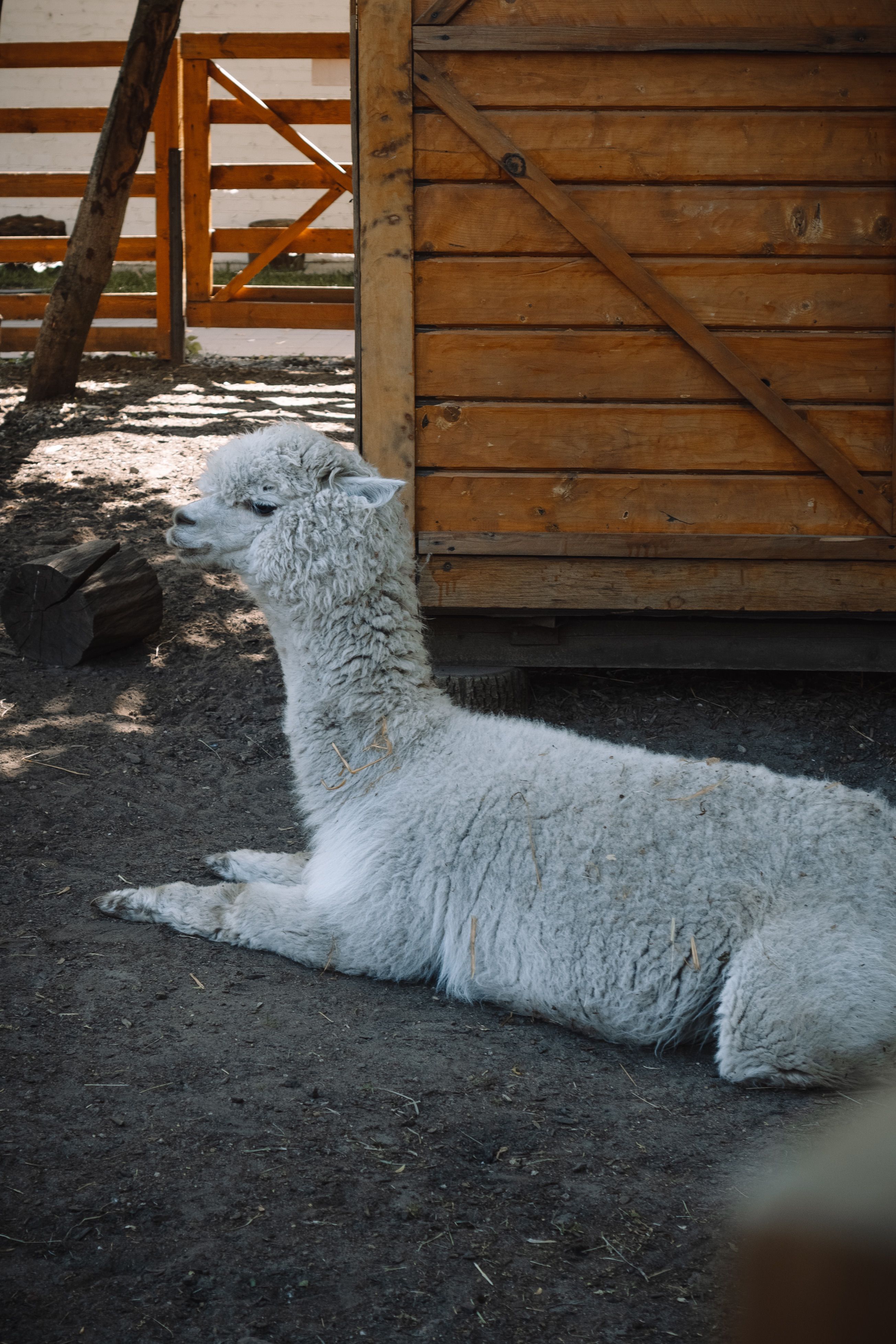 White Alpaca Lying Down · Free Stock Photo