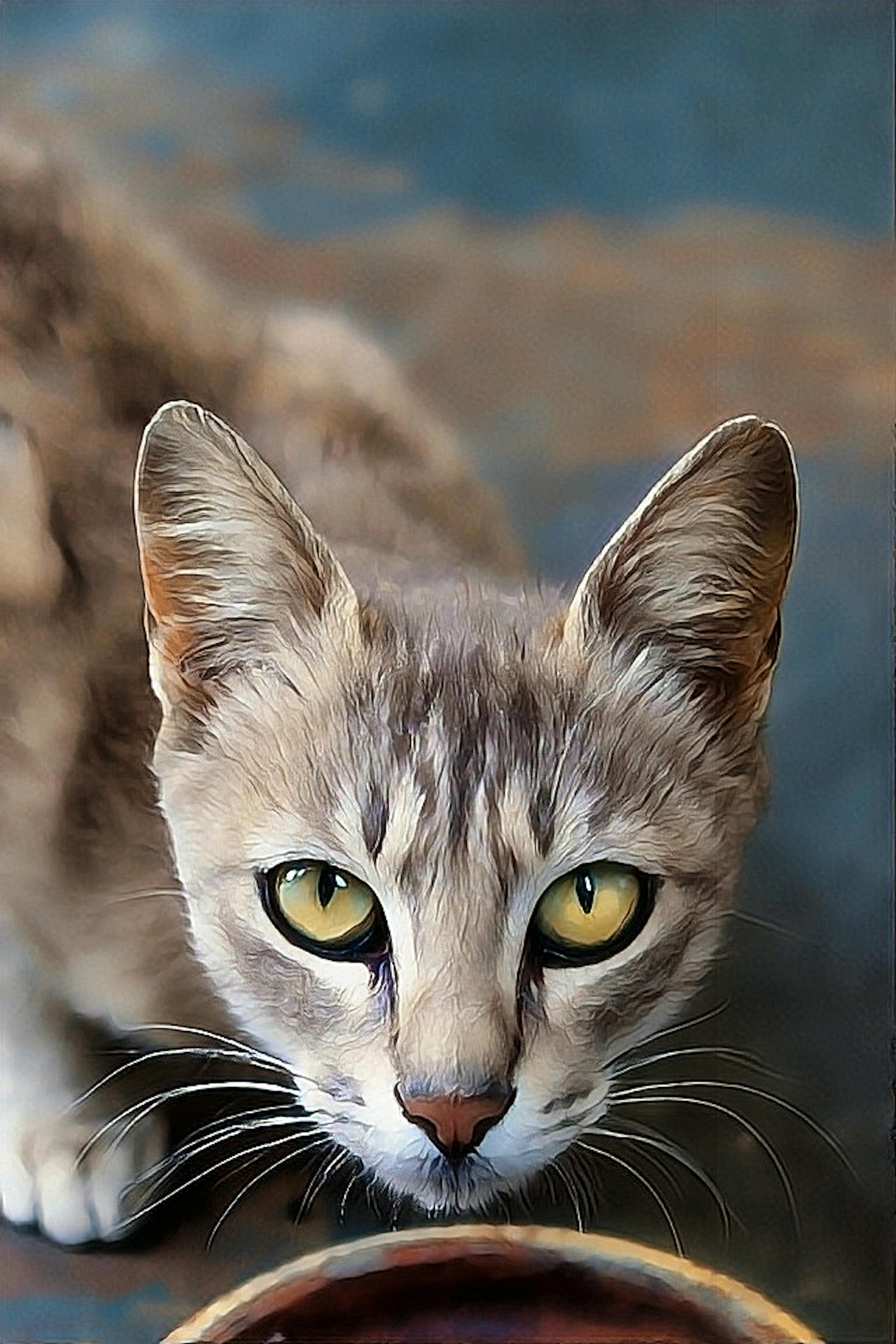 Baljit Johal - Photography