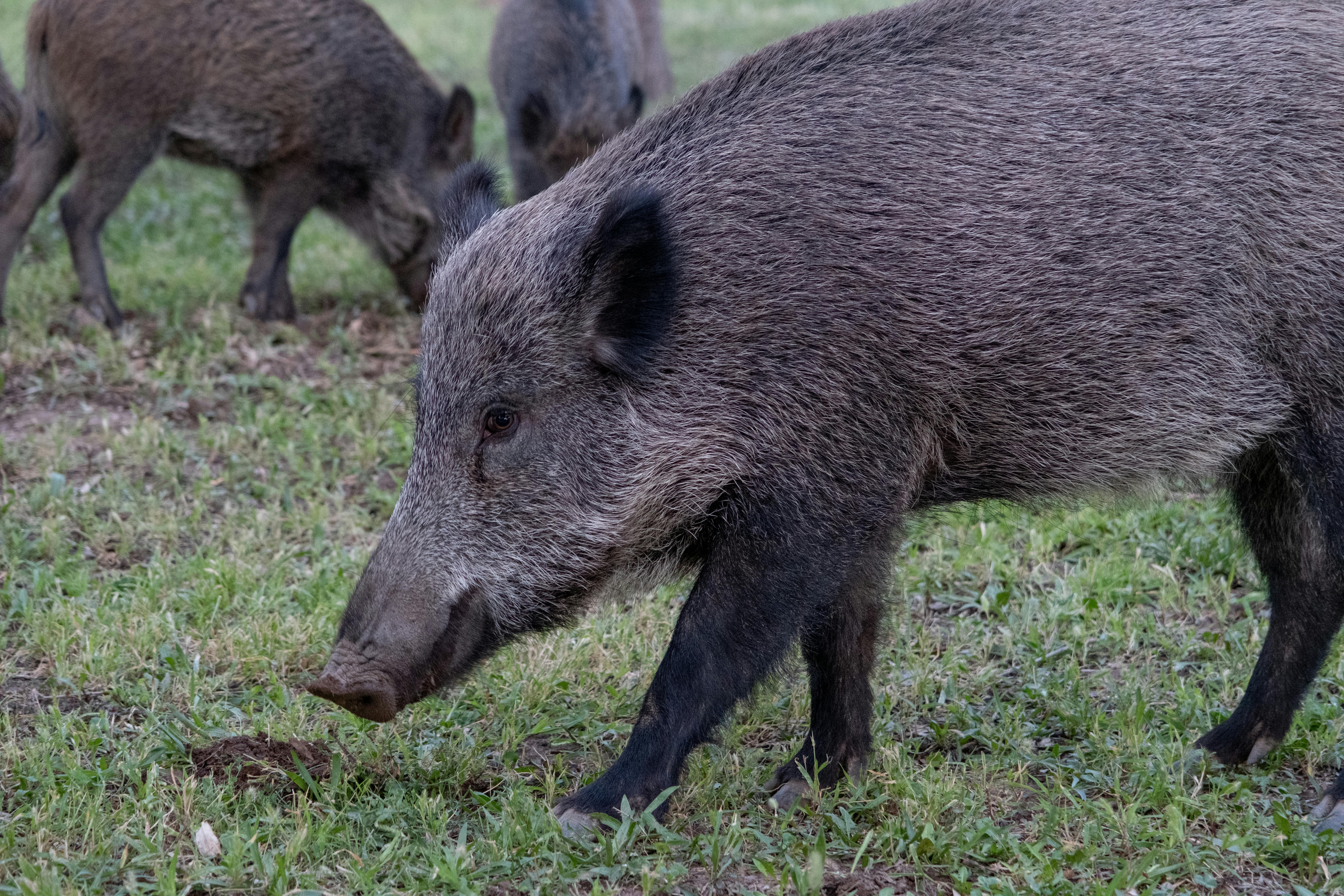 Wild Boars on Grass · Free Stock Photo