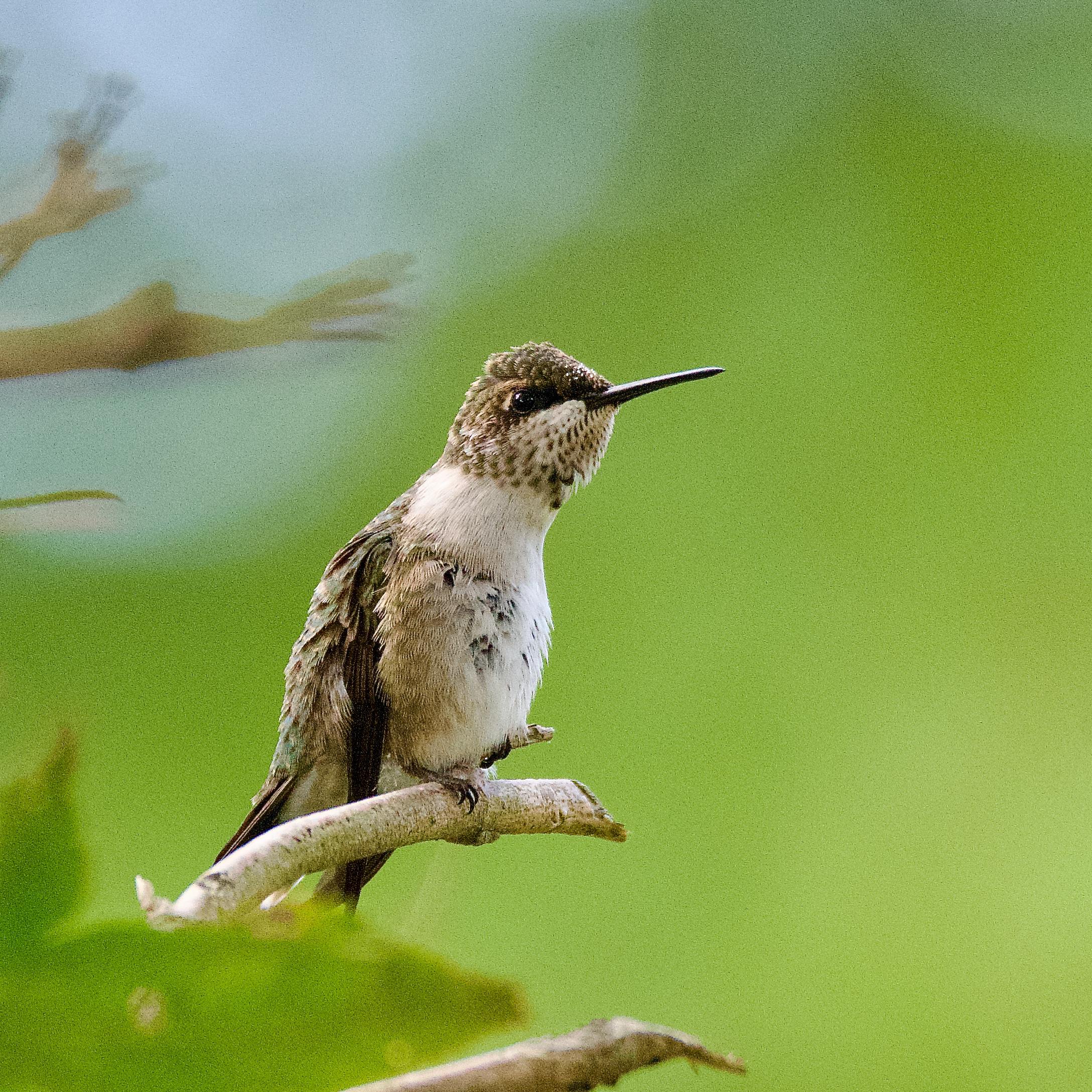 Hummingbird Backgrounds Photos, Download The BEST Free Hummingbird ...