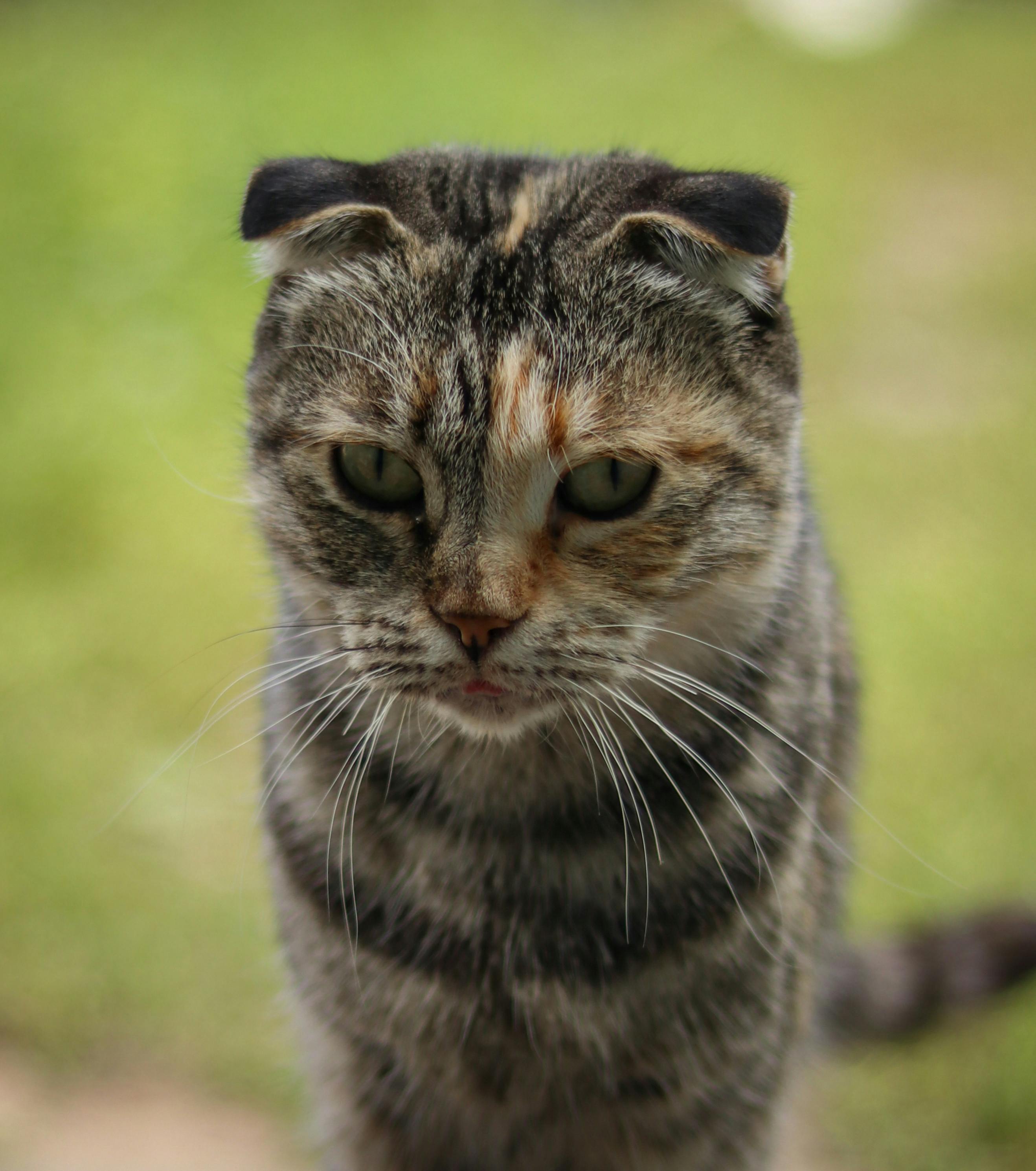 Smacking Head Photos, Download The BEST Free Smacking Head Stock Photos ...