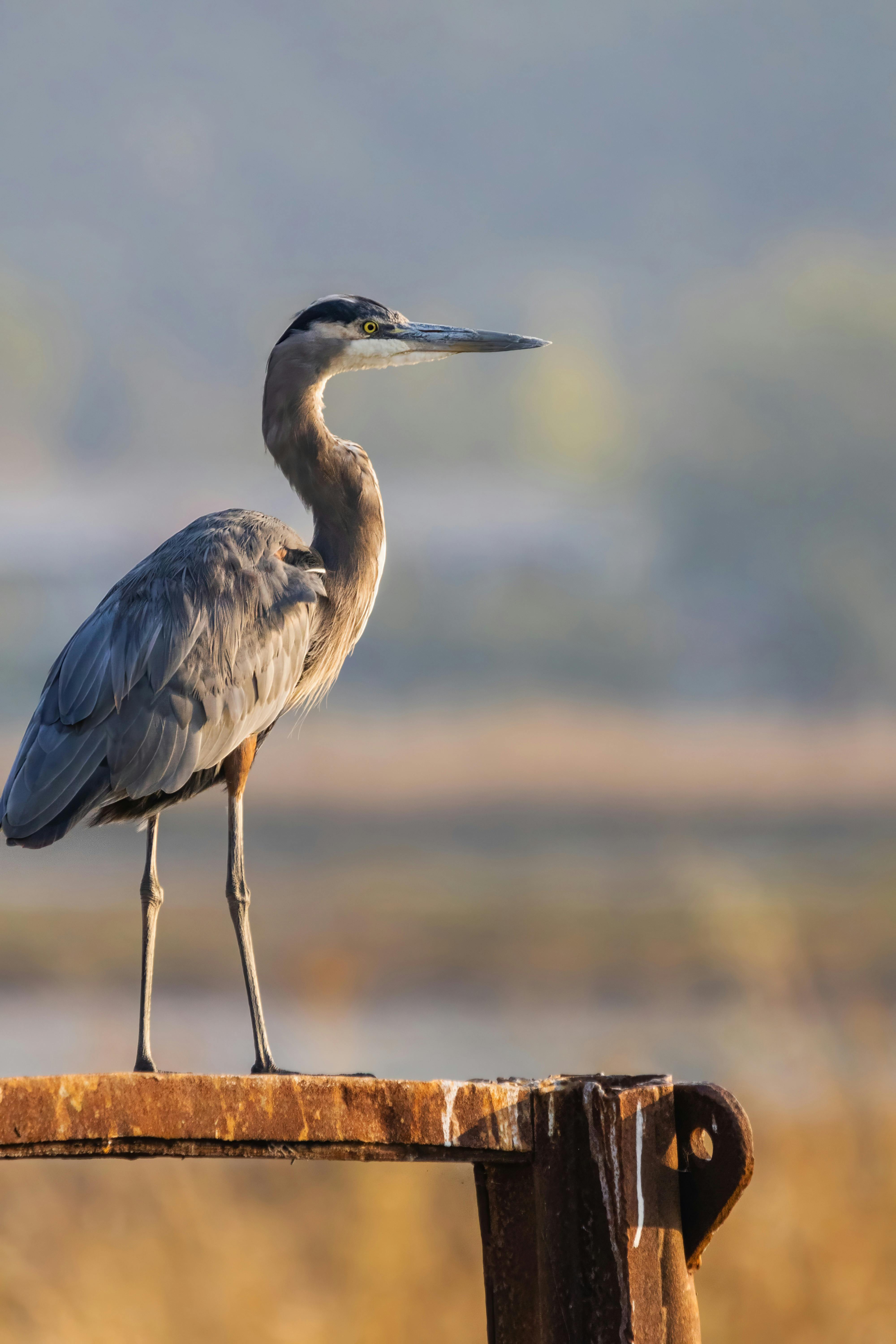 Bird Shit Photos, Download The BEST Free Bird Shit Stock Photos & HD Images
