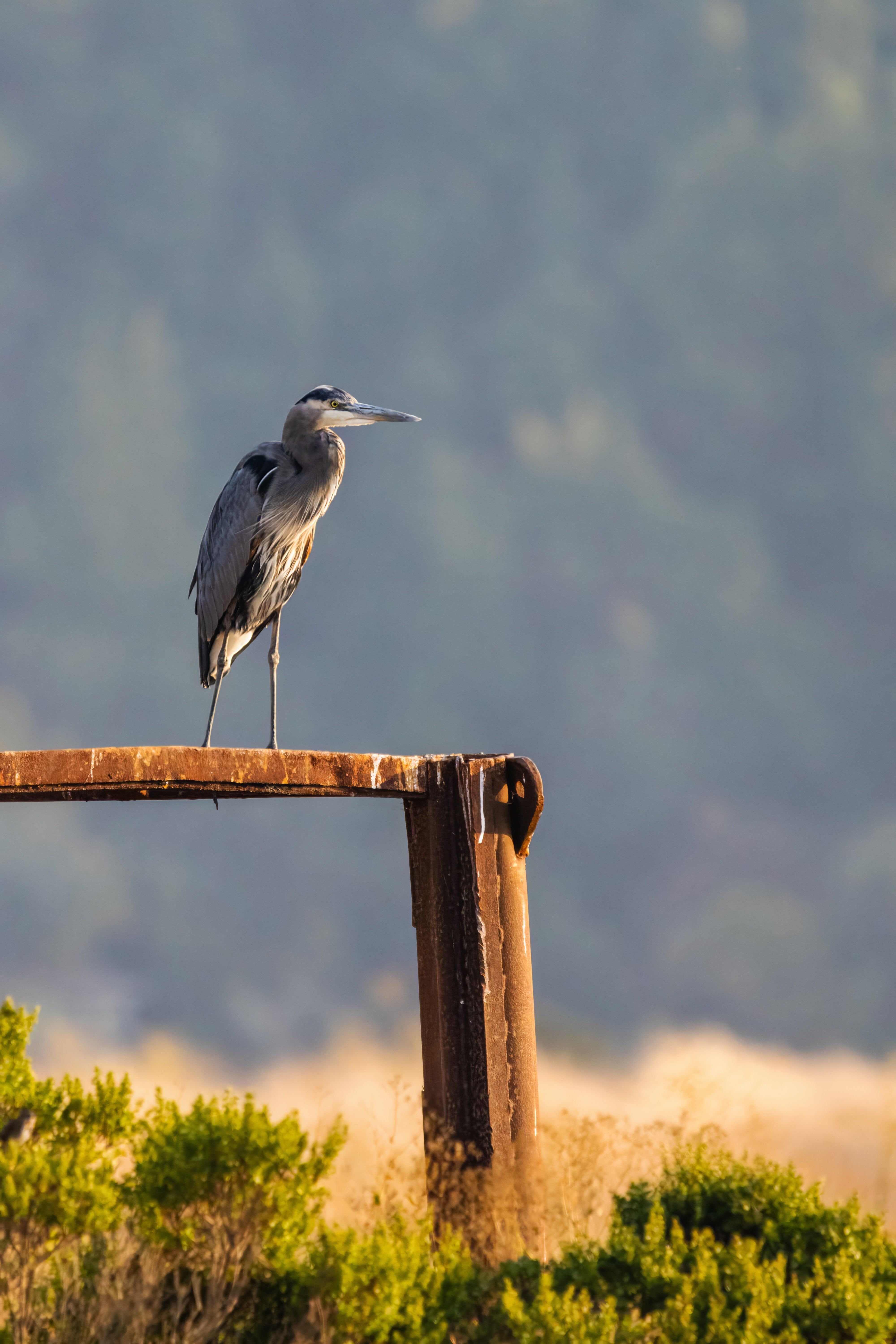 Close-Up Shot of Herons · Free Stock Photo