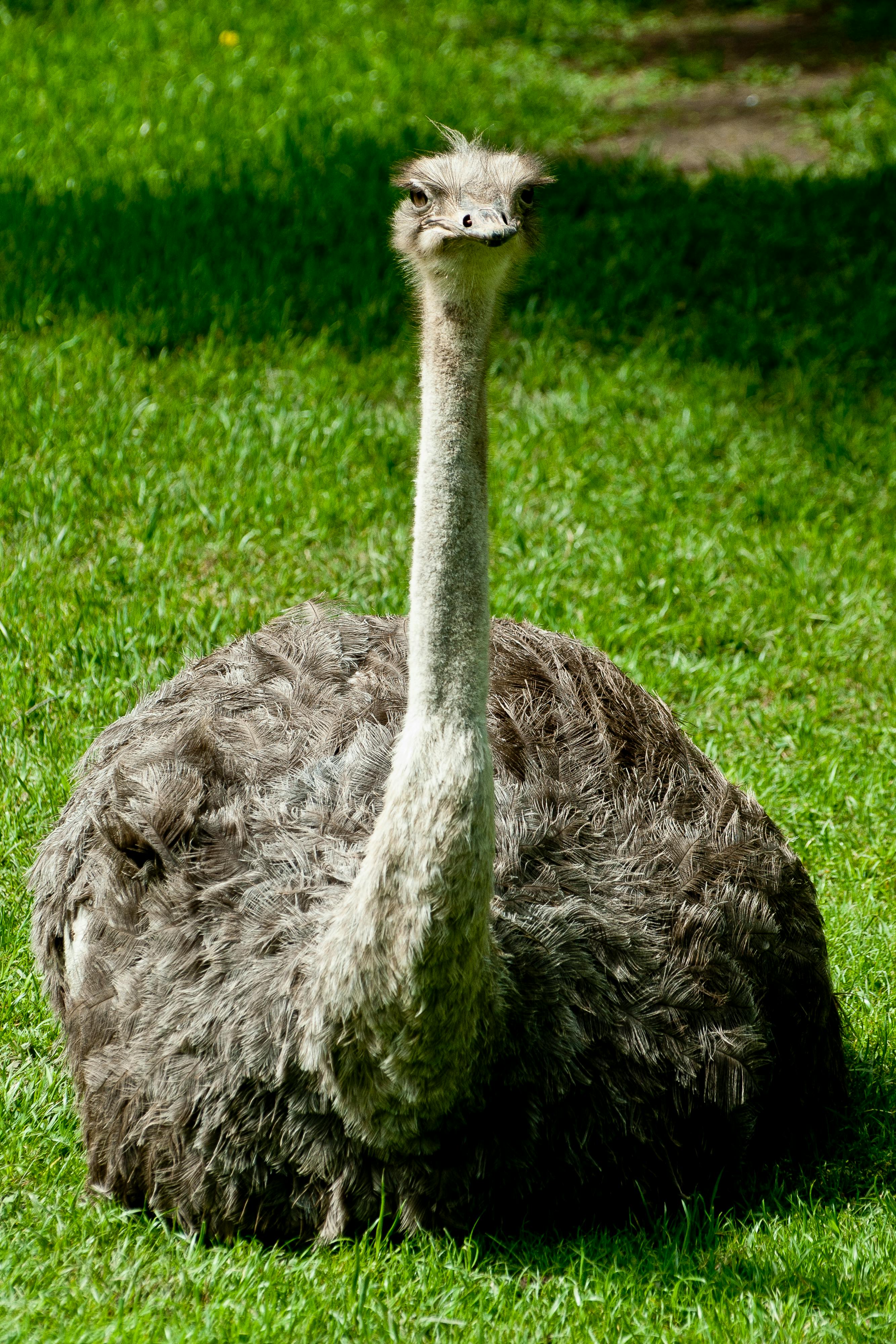 Ostrich Lying on Grass · Free Stock Photo