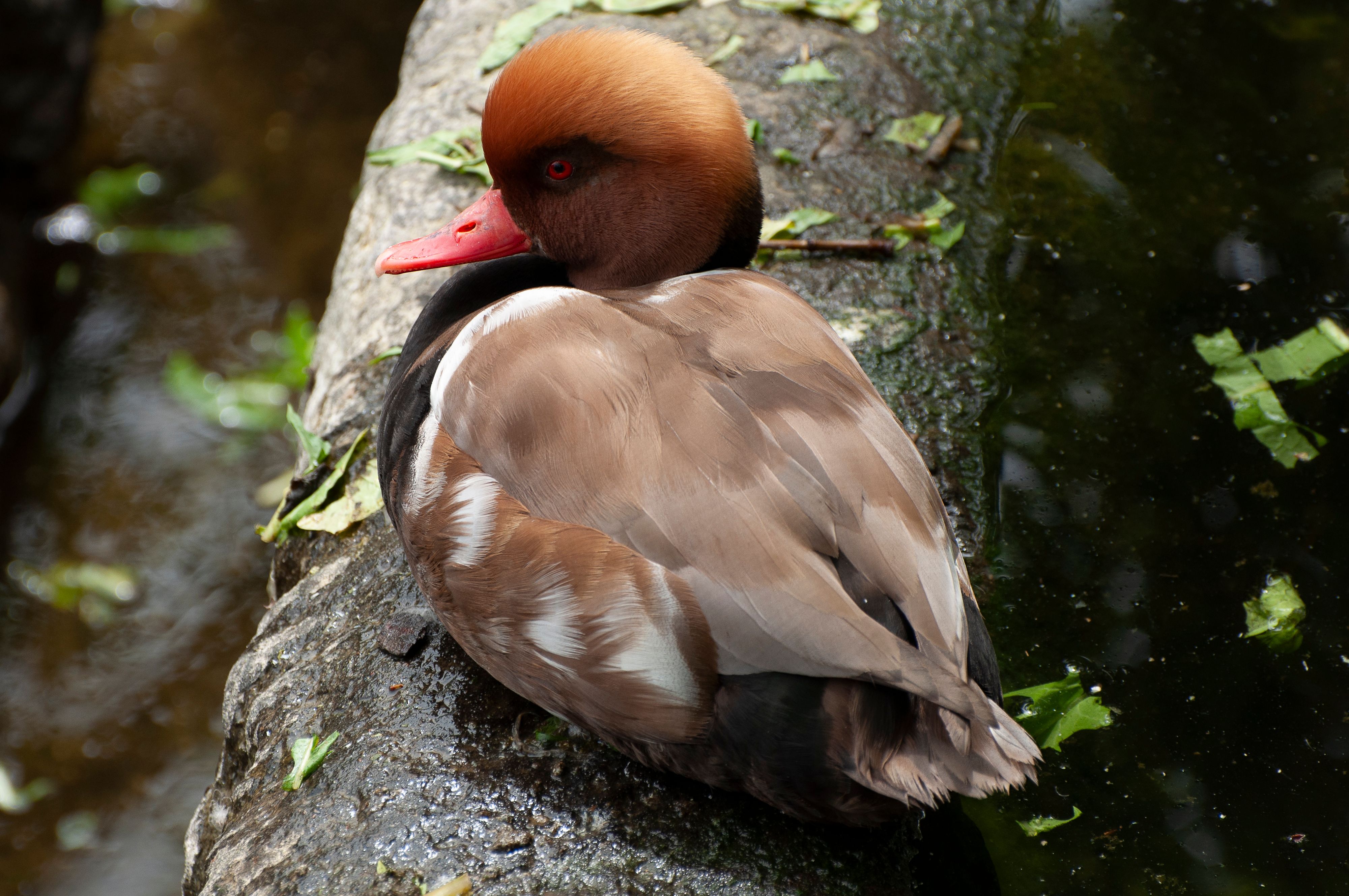 Photo gratuite de animal, animal sauvage, aviaire, bassin, bec rouge ...