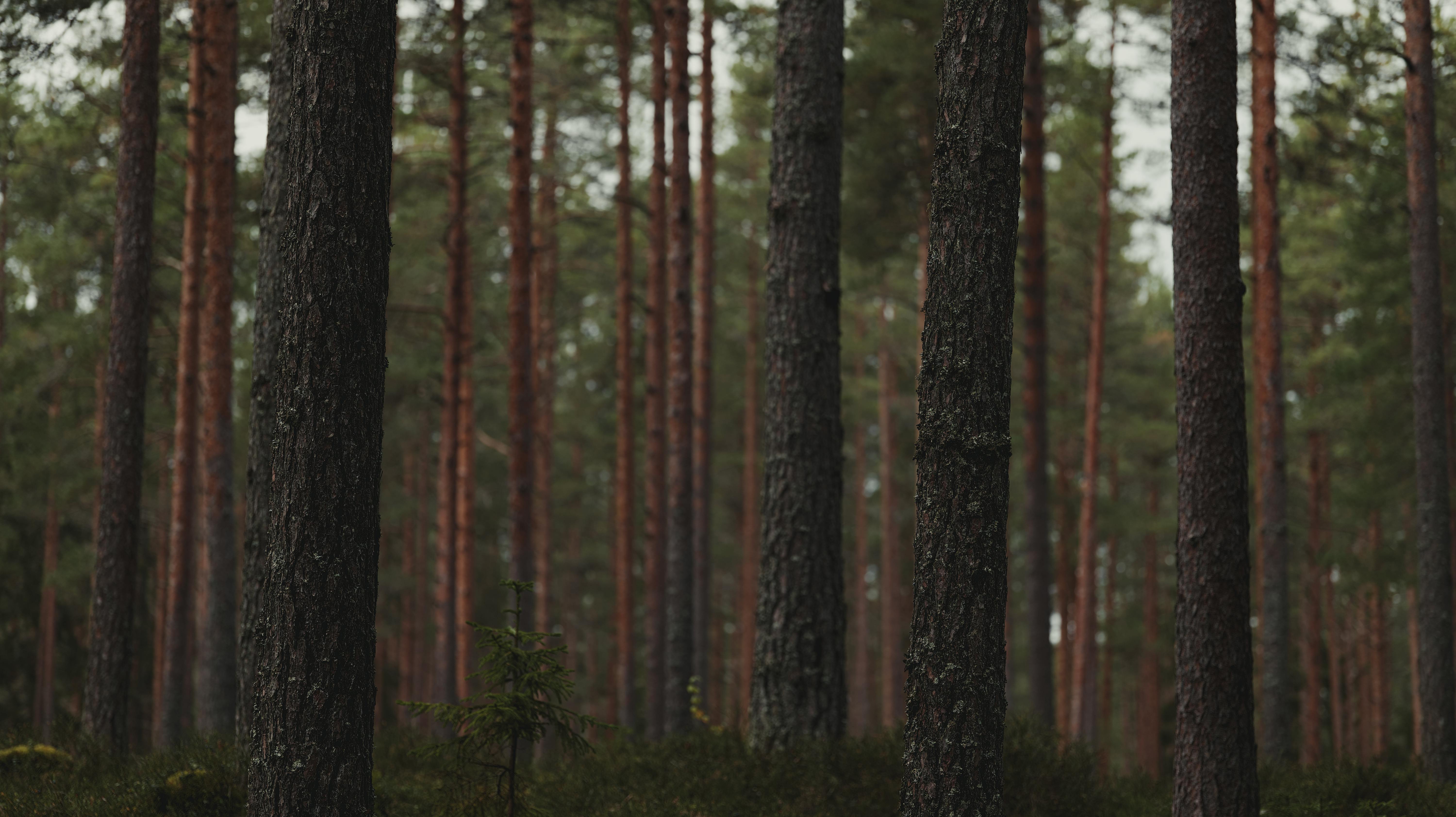 Trees in Dense Forest · Free Stock Photo
