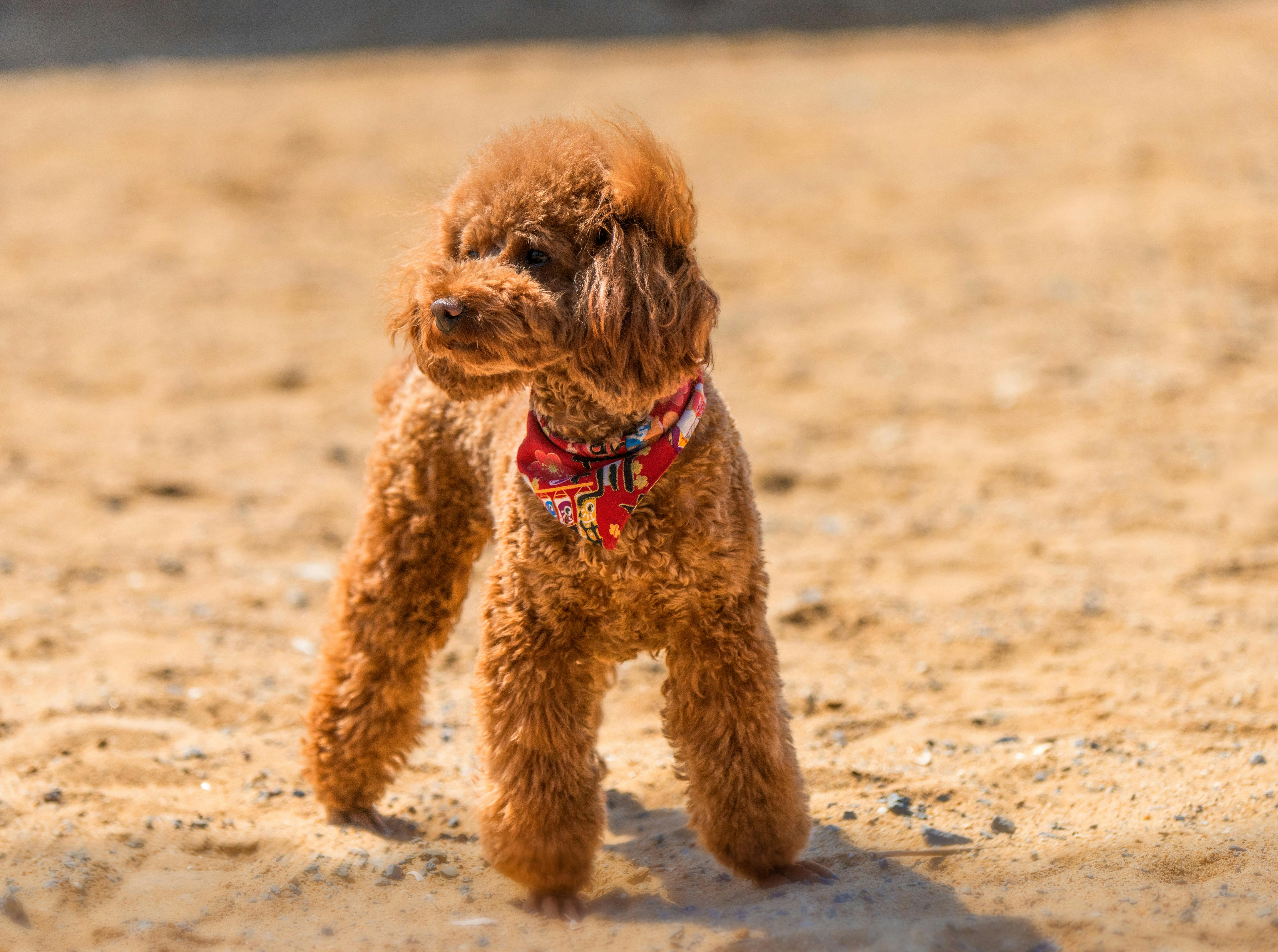 Brown Puddle Standing on Sand · Free Stock Photo