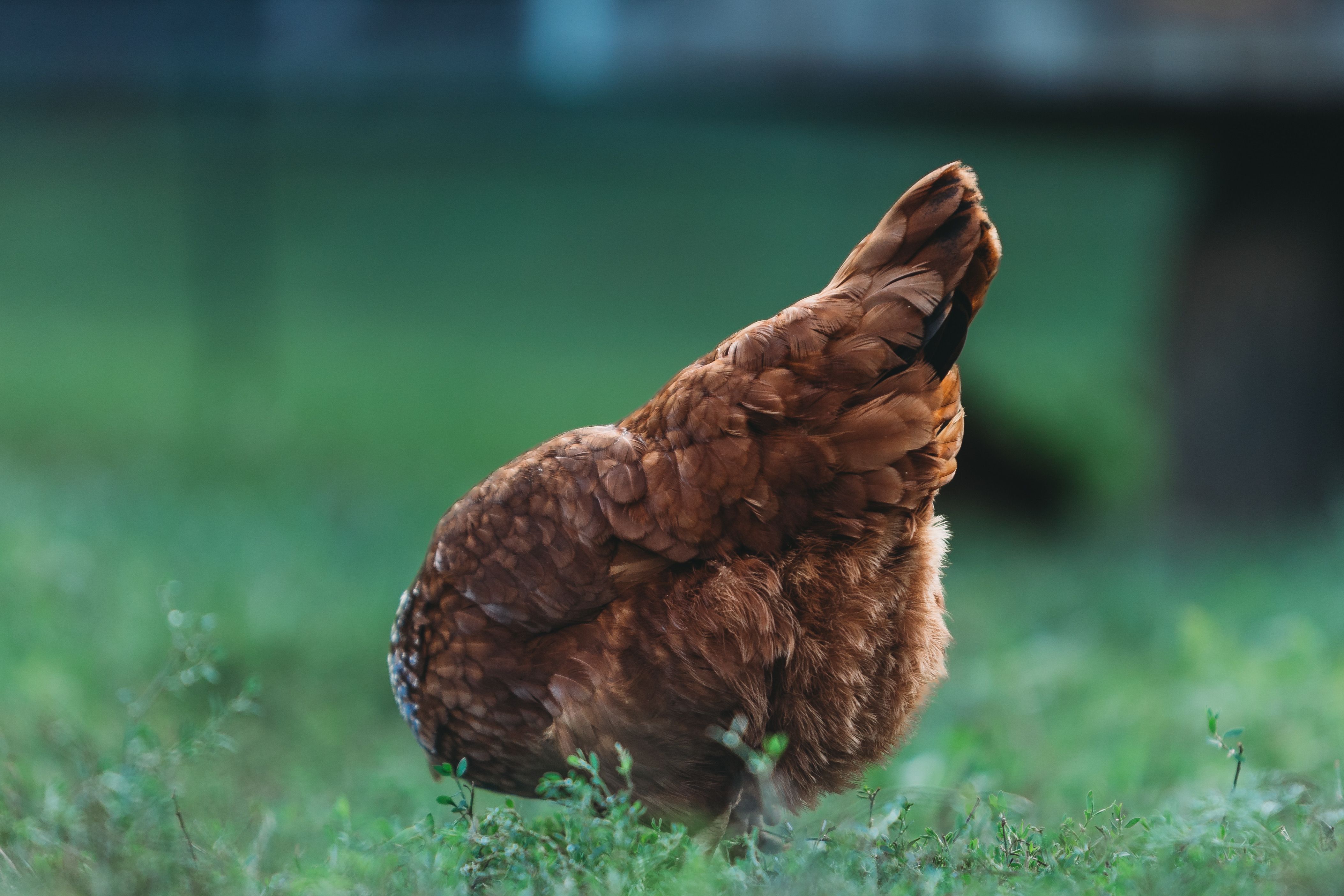 Close up of a Chicken · Free Stock Photo