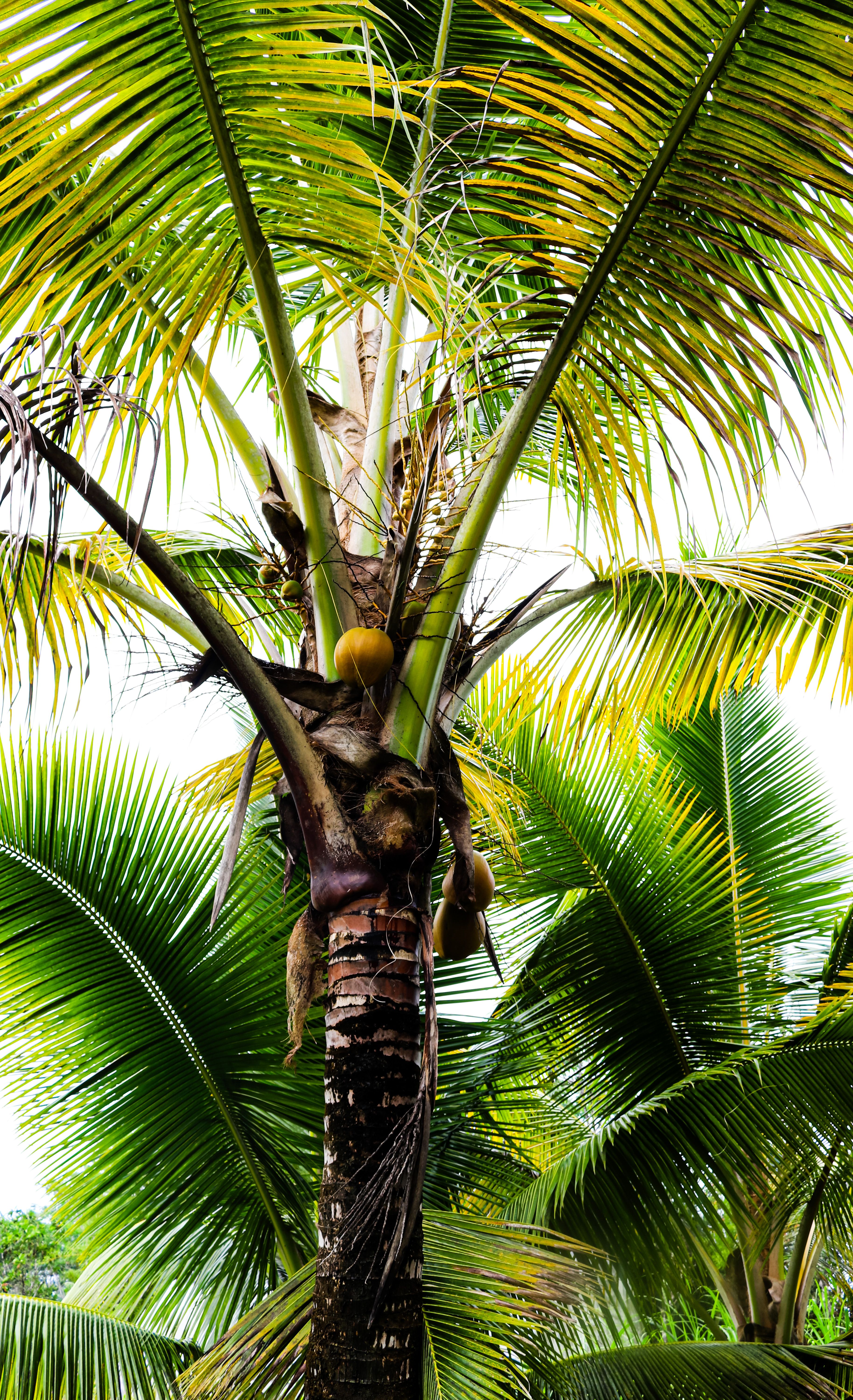 View of a Bright Green Palm Tree · Free Stock Photo